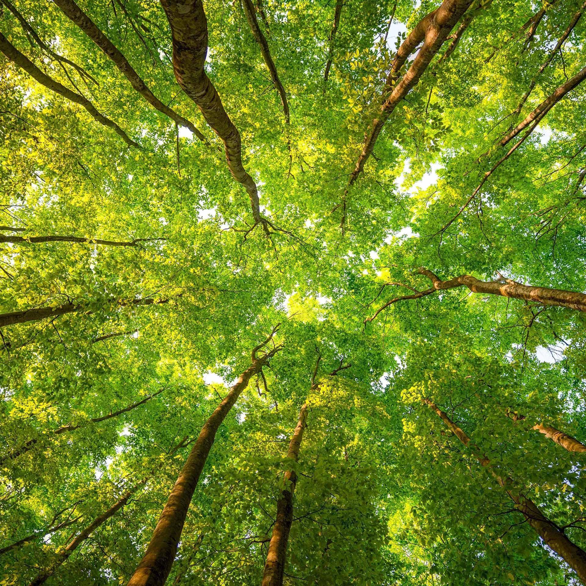Floresta Wallpapers - Top Free Floresta Backgrounds - WallpaperAccess