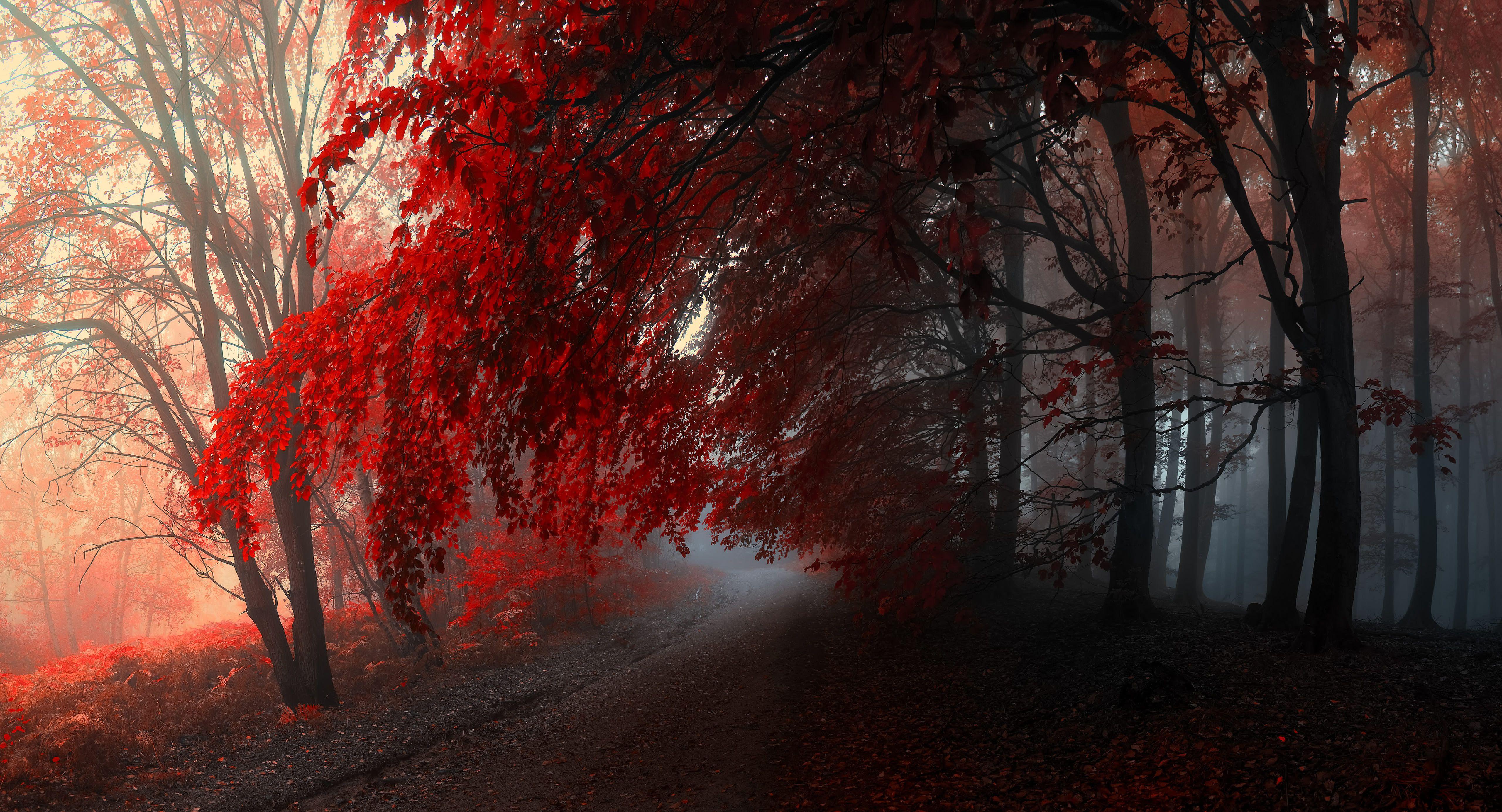 Floresta Wallpapers - Top Free Floresta Backgrounds - WallpaperAccess