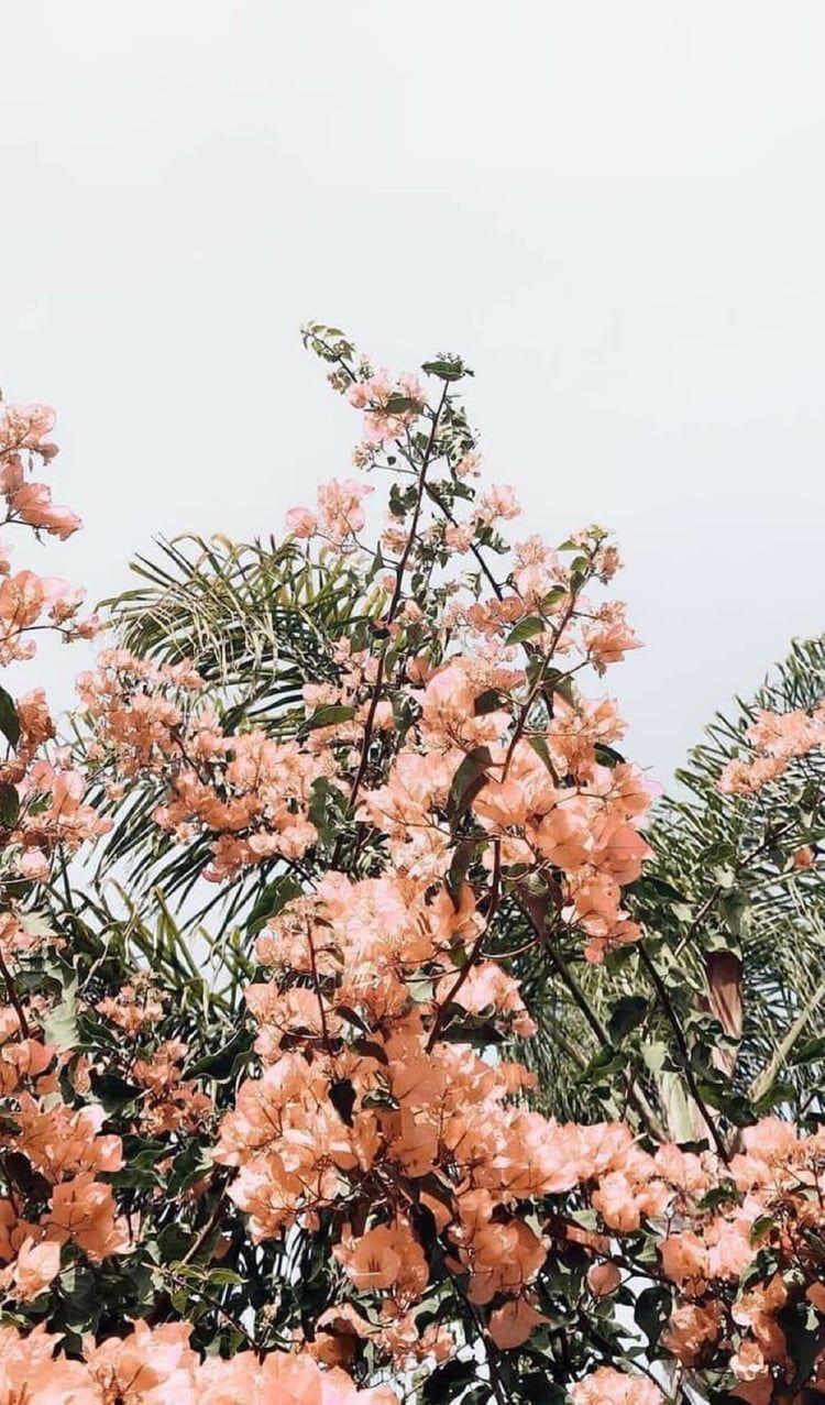 Collage Flower iPhone Wallpapers - Top Free Collage Flower iPhone ...