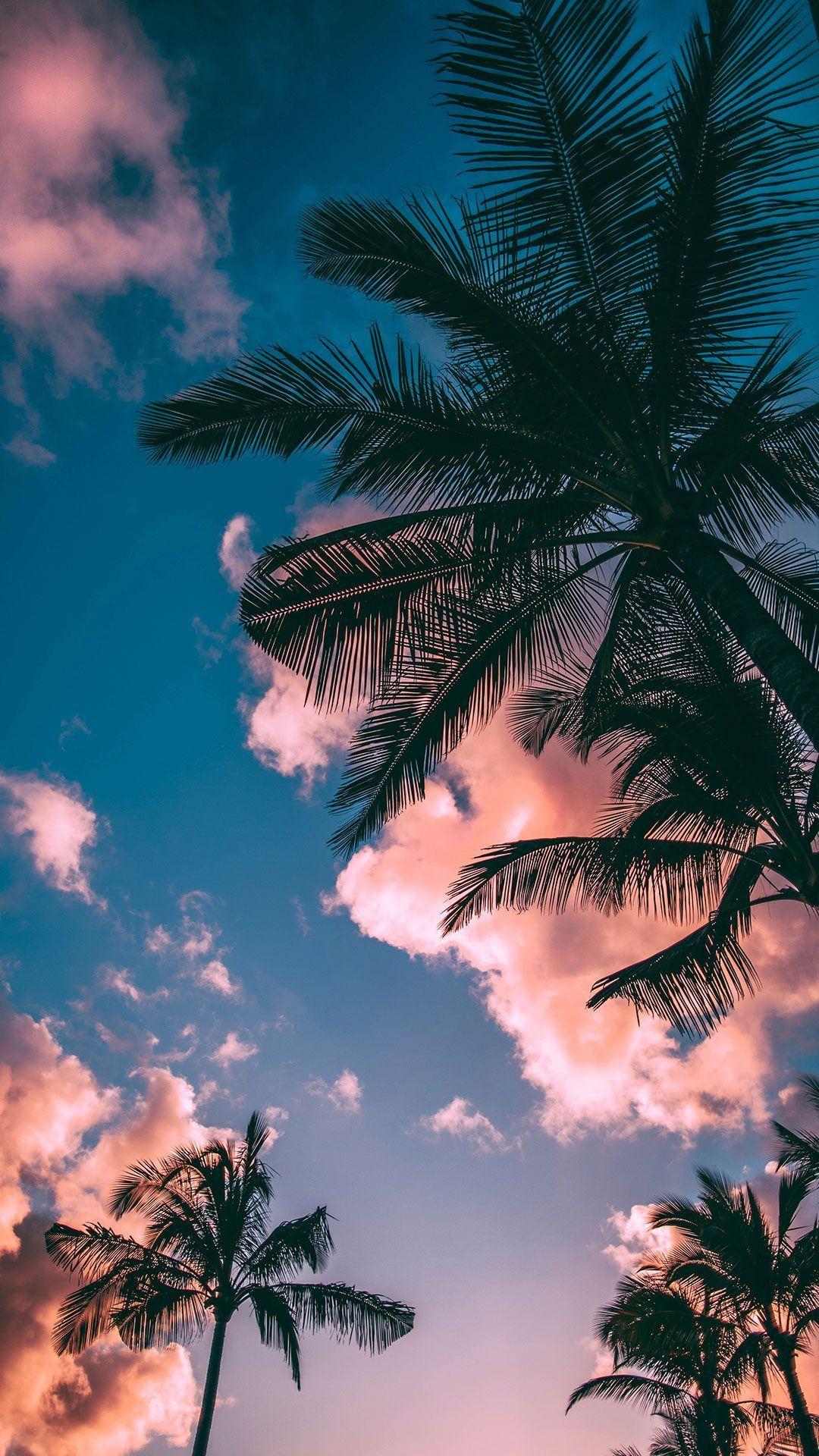 Palm Tree Phone Wallpapers - Top Free Palm Tree Phone Backgrounds ...