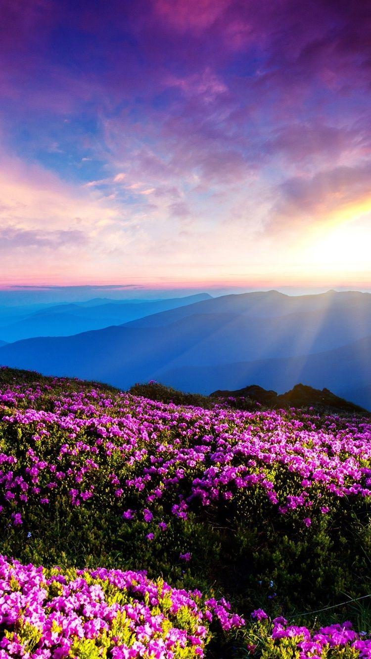 Sky Flower iPhone Wallpapers - Top Free Sky Flower iPhone Backgrounds ...