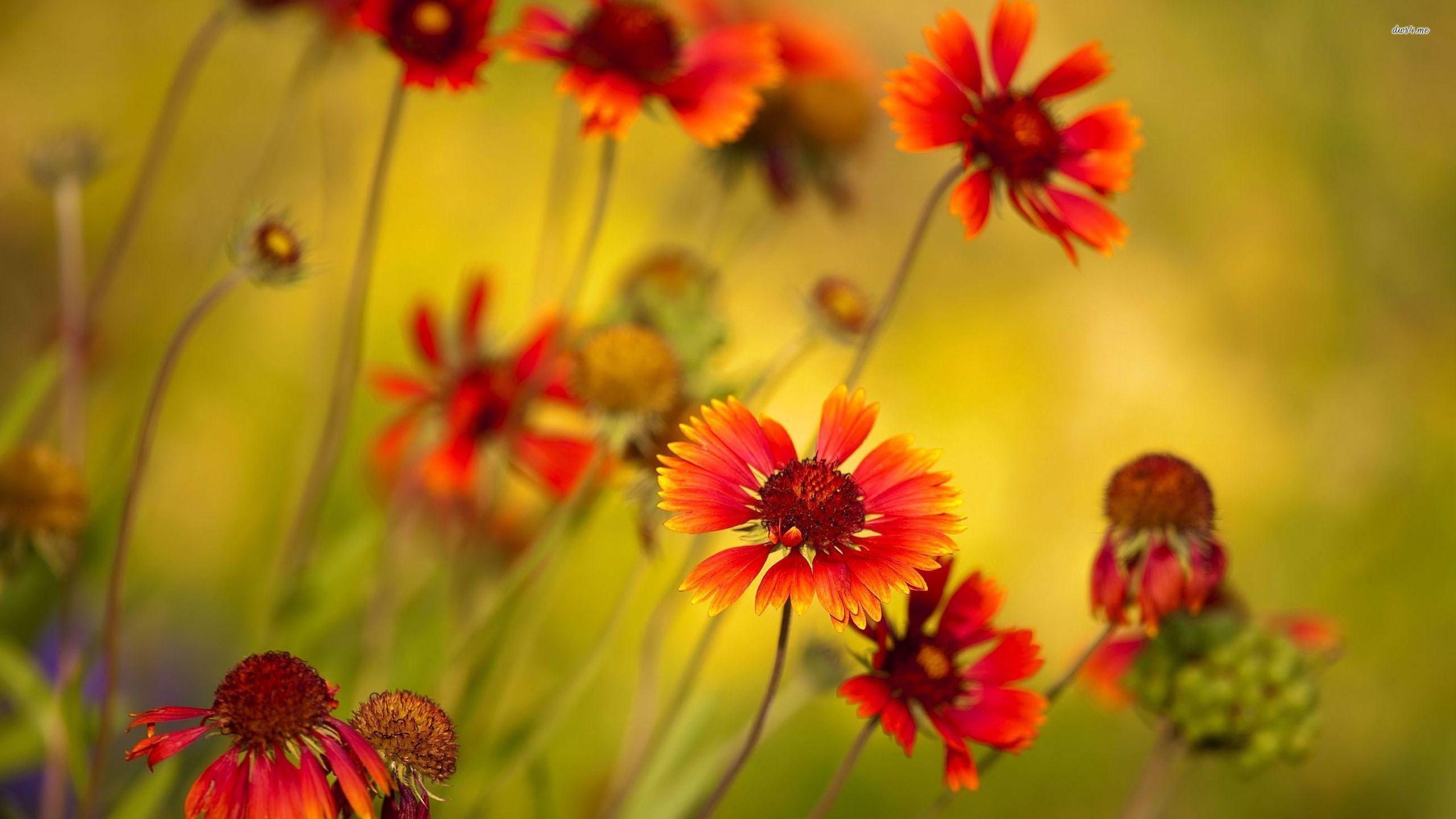 Eye Soothing Wallpapers - Top Free Eye Soothing Backgrounds ...