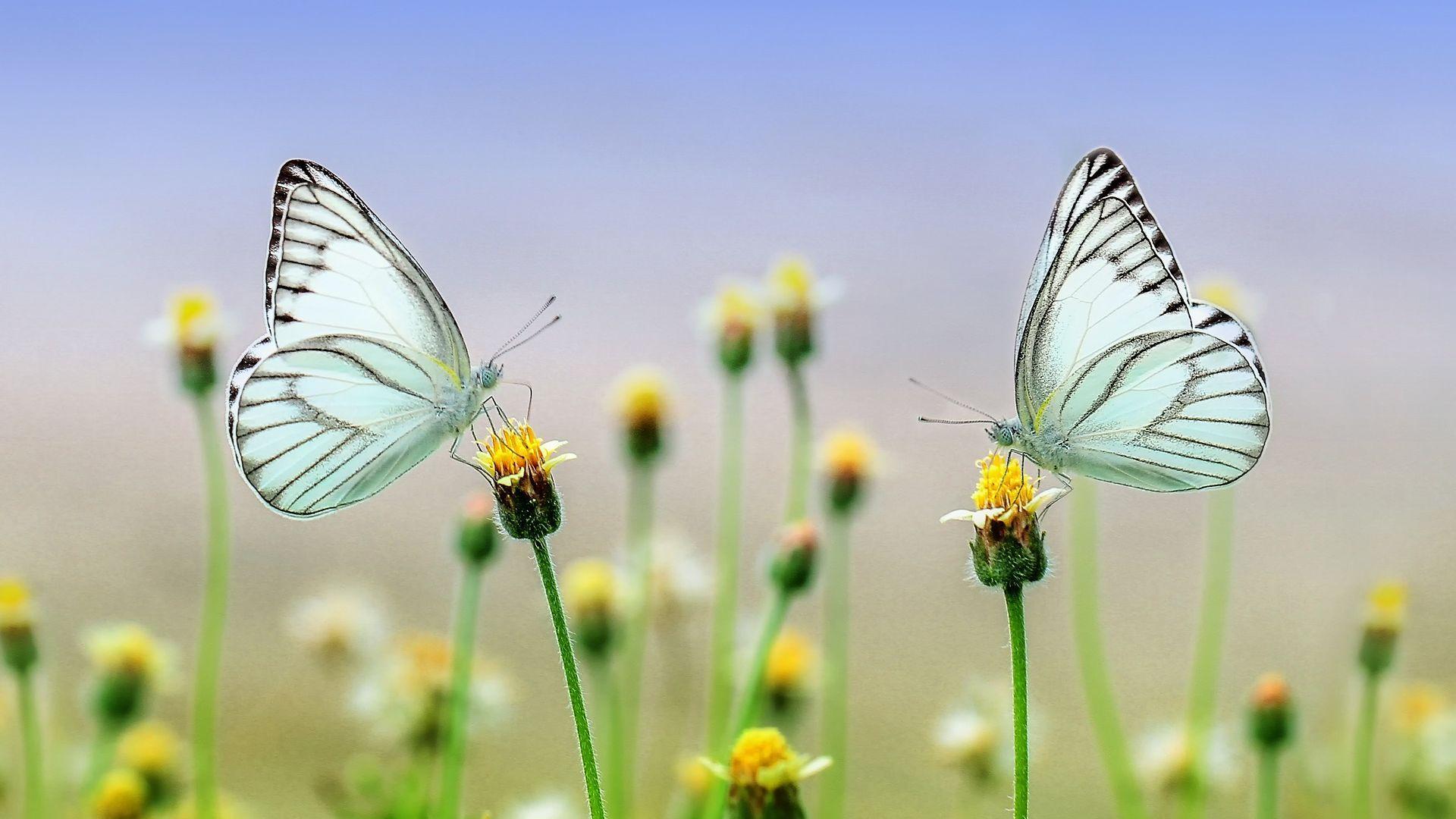 Spring Flowers and Butterflies Wallpapers - Top Free Spring Flowers and ...