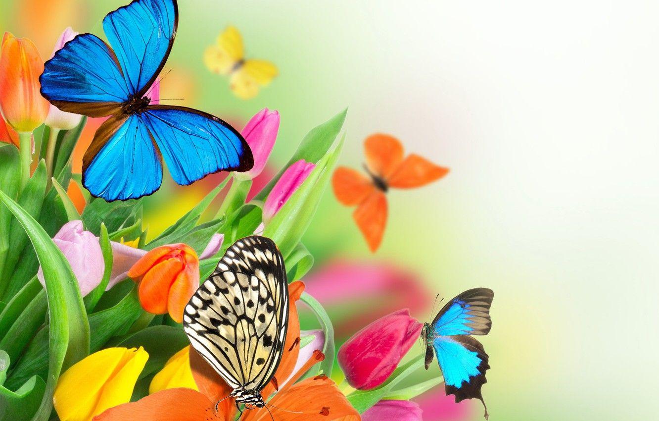 Spring Flowers and Butterflies Wallpapers - Top Free Spring Flowers and ...