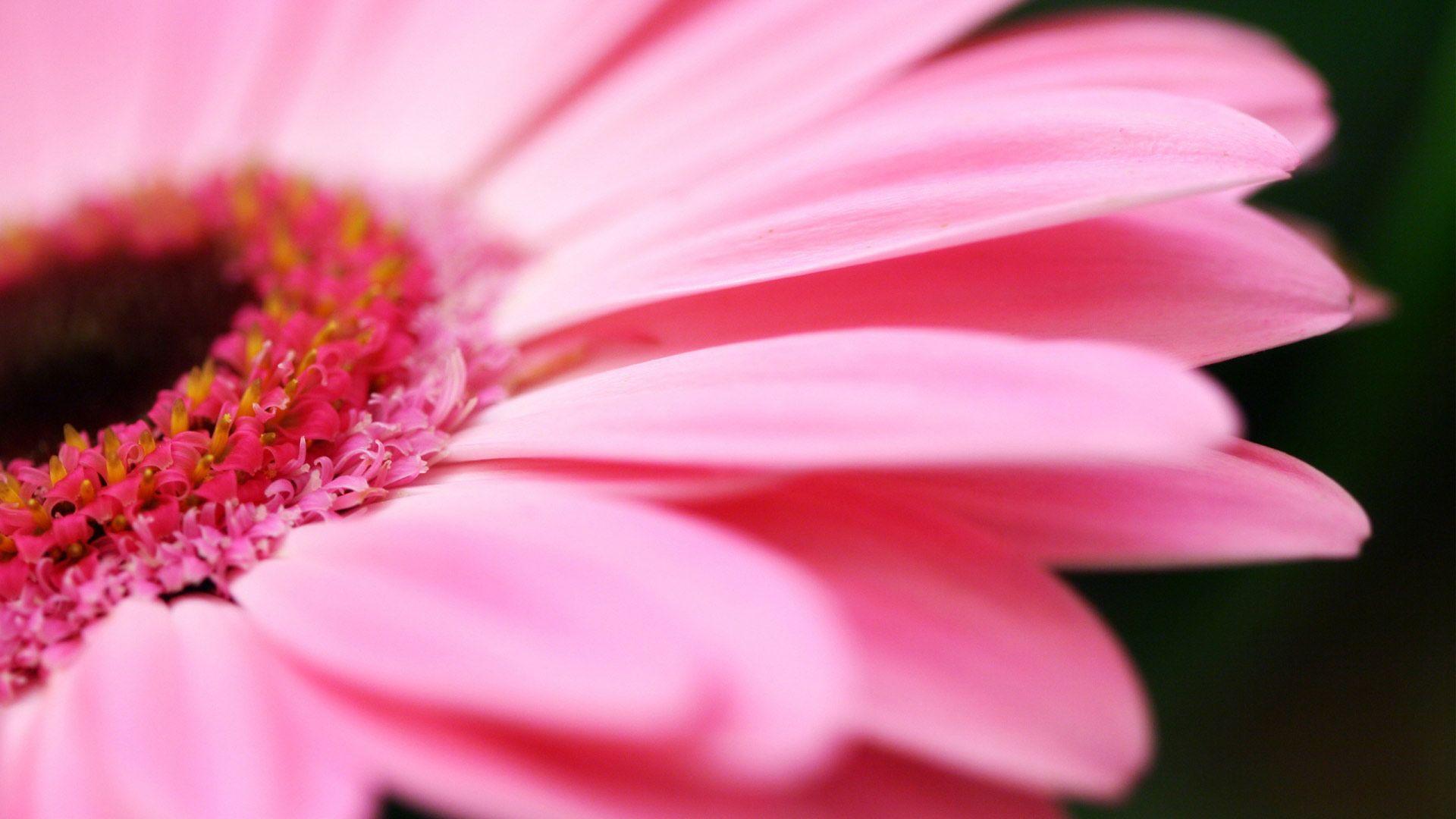 Pink Daisy Wallpapers - Top Free Pink Daisy Backgrounds - WallpaperAccess