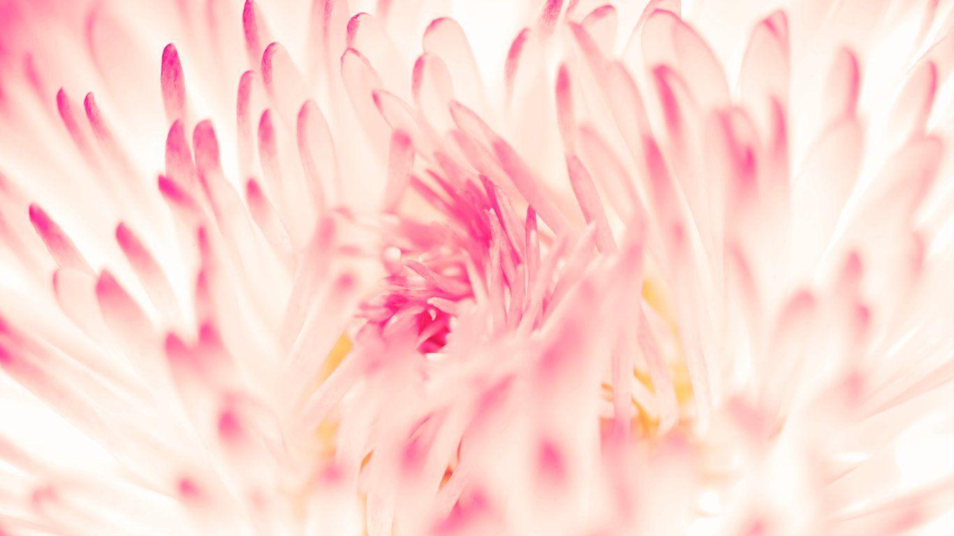 Pink Daisy Wallpapers - Top Free Pink Daisy Backgrounds - WallpaperAccess