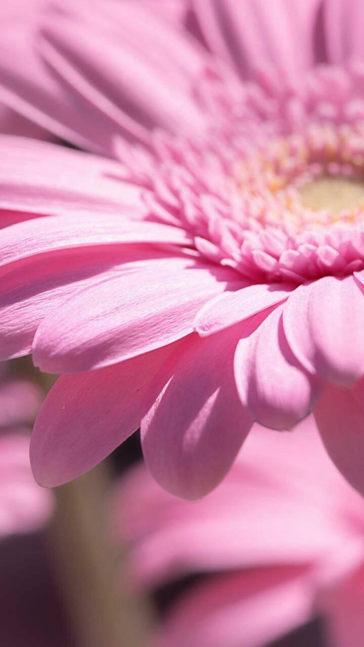 Pink Daisy Wallpapers - Top Free Pink Daisy Backgrounds - WallpaperAccess