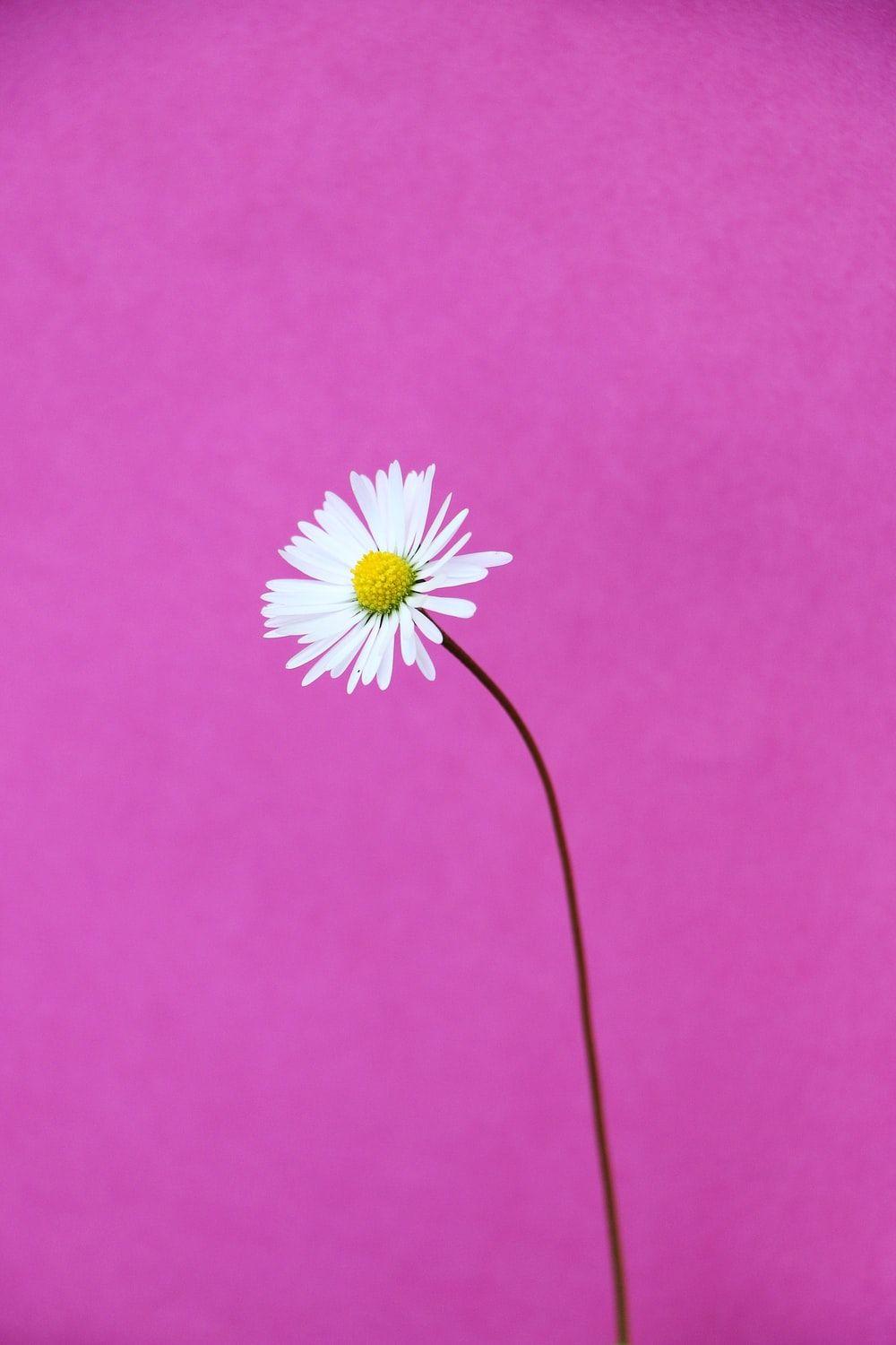 Pink Daisy Wallpapers - Top Free Pink Daisy Backgrounds - WallpaperAccess