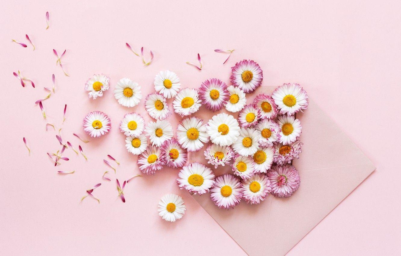 Pink Daisy Wallpapers - Top Free Pink Daisy Backgrounds - WallpaperAccess