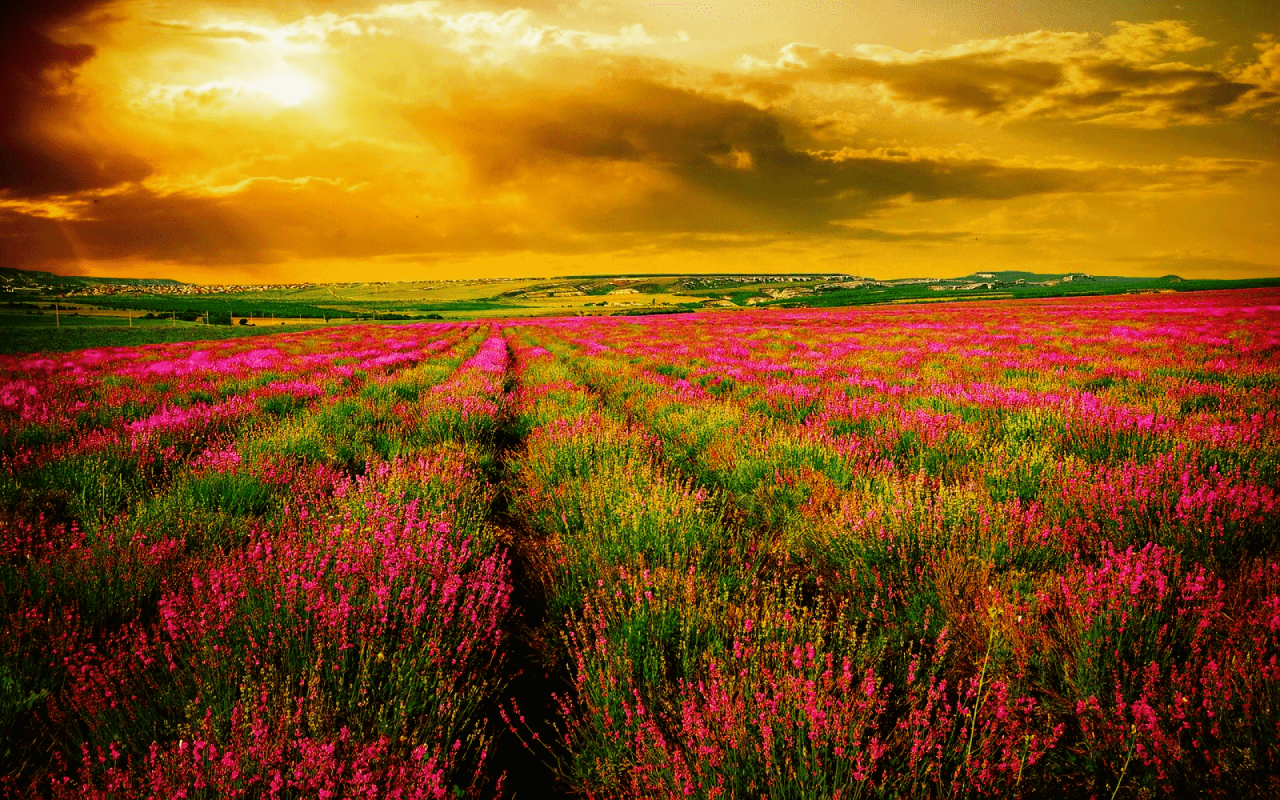 Golden Sunset Wallpapers - Top Free Golden Sunset Backgrounds ...