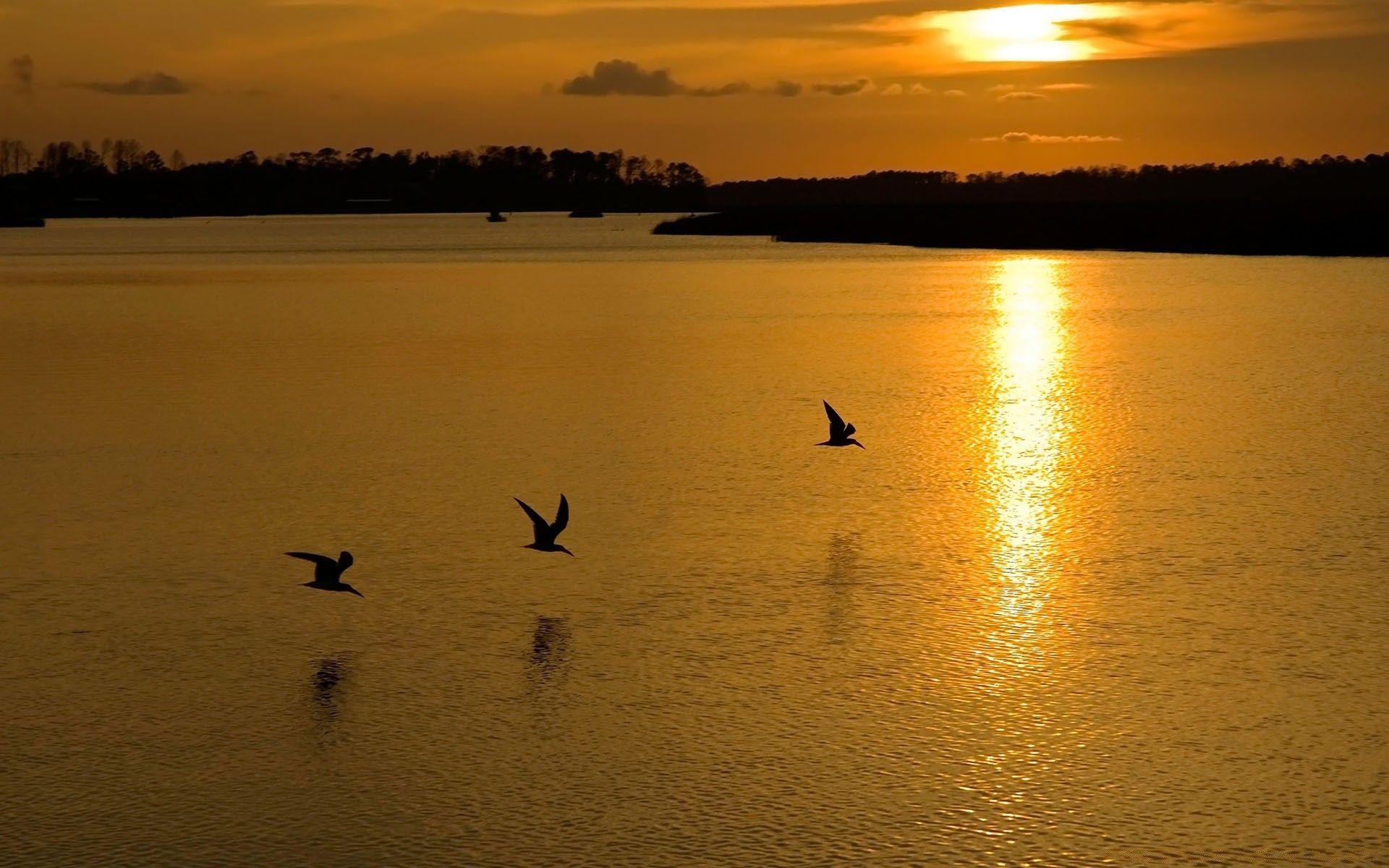 Golden Sunset Wallpapers - Top Free Golden Sunset Backgrounds ...