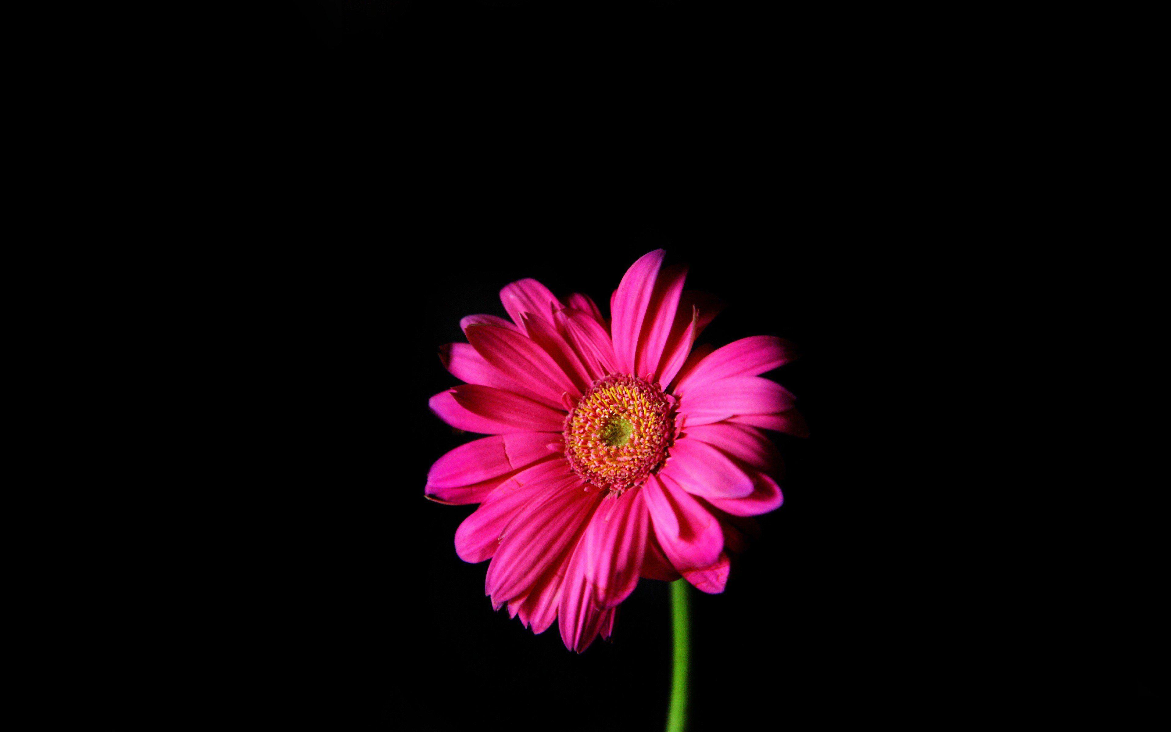 Pink Daisy Wallpapers - Top Free Pink Daisy Backgrounds - WallpaperAccess