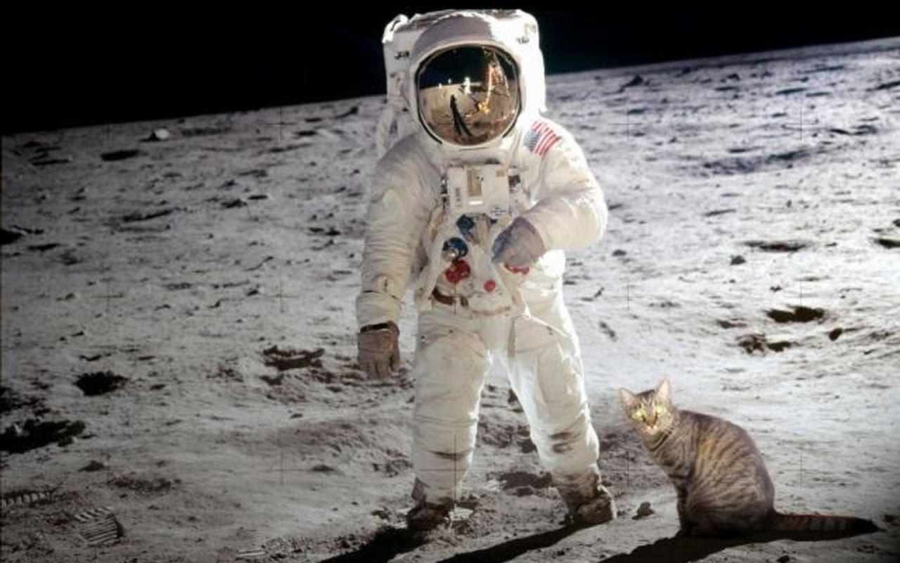 Cat Astronaut Wallpapers - Top Free Cat Astronaut Backgrounds ...