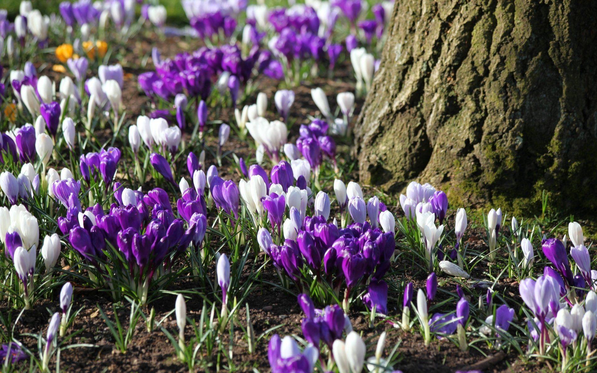 Krokus Wallpapers - Top Free Krokus Backgrounds - WallpaperAccess