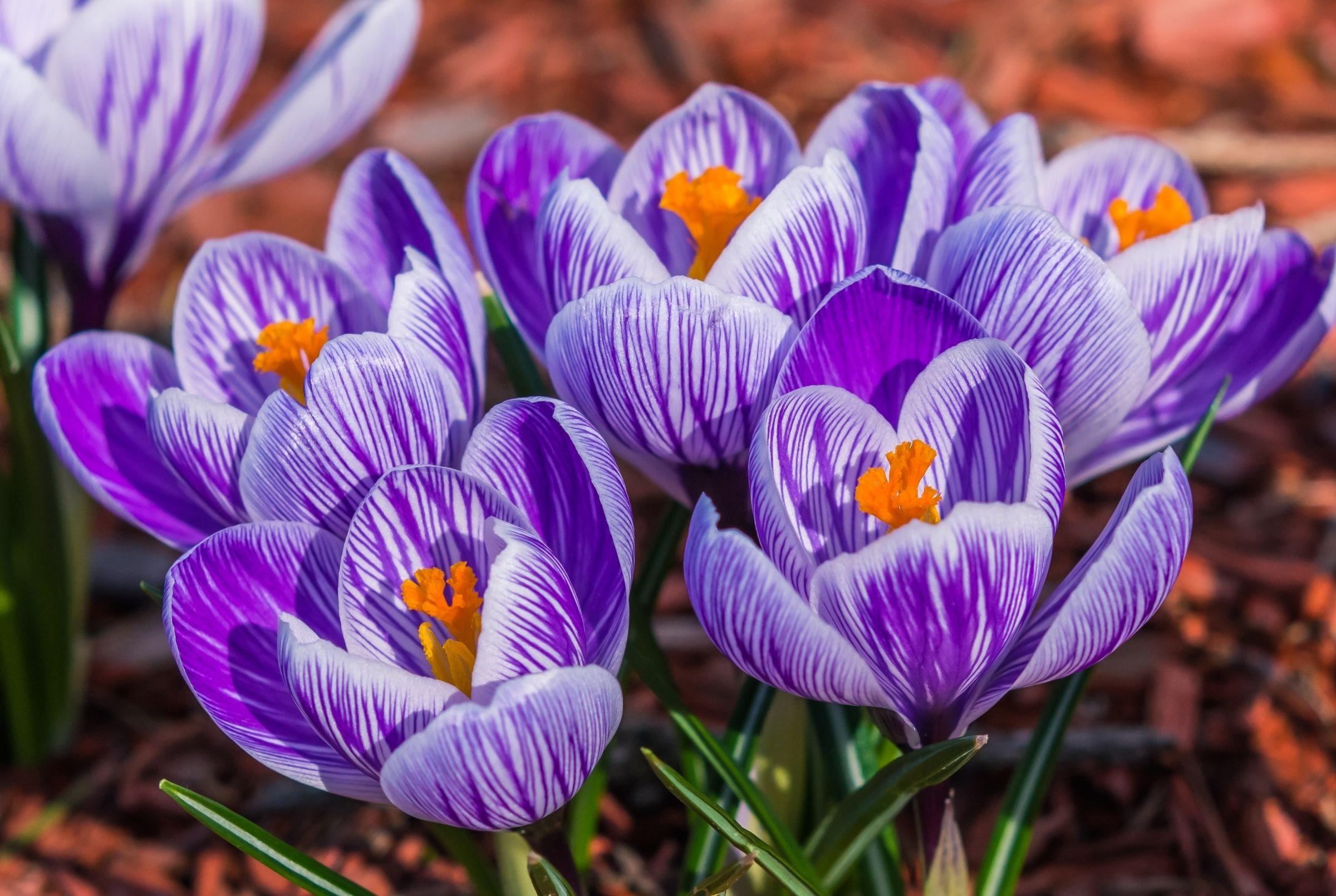 Krokus Wallpapers - Top Free Krokus Backgrounds - WallpaperAccess