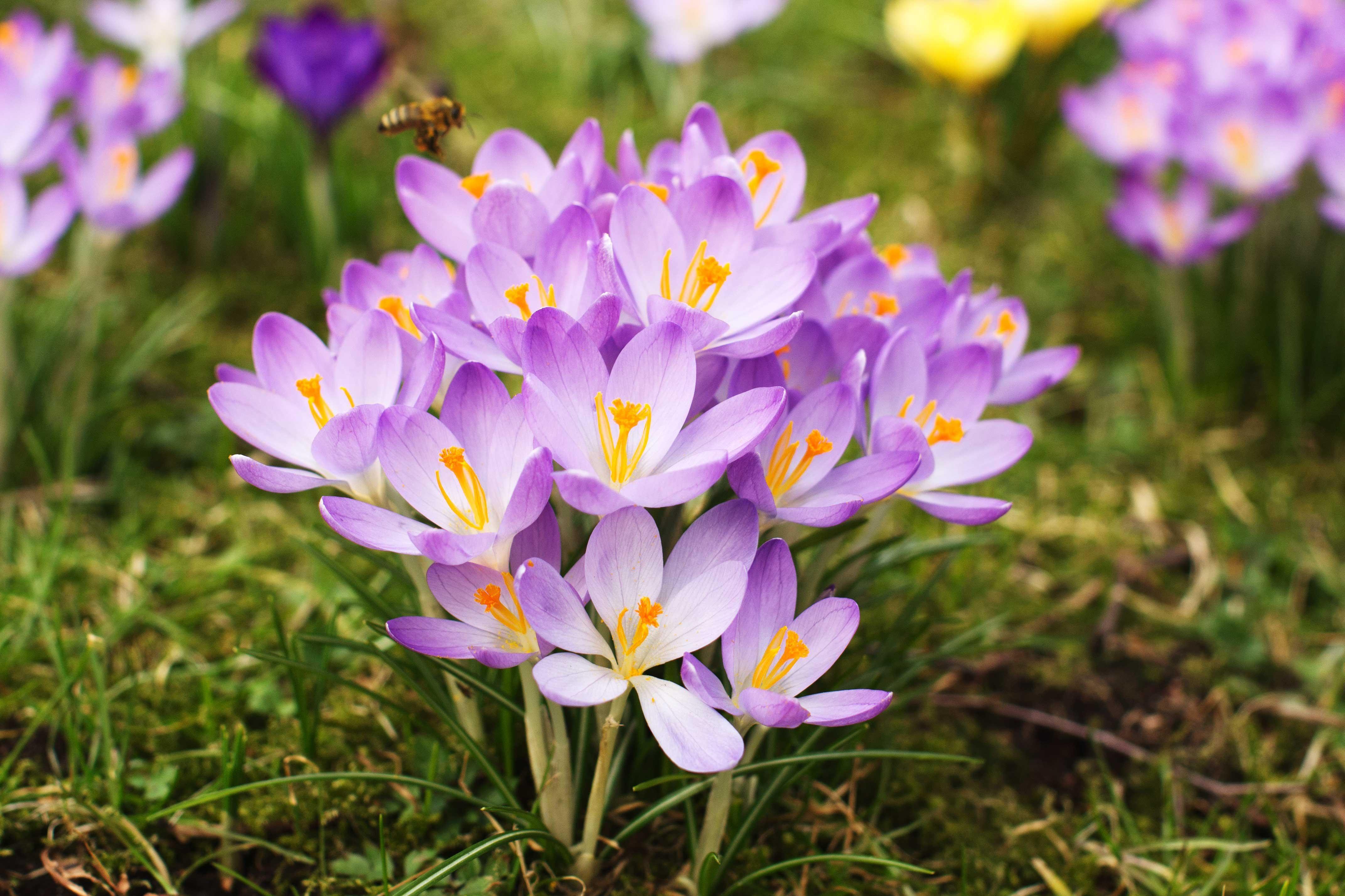 Krokus Wallpapers - Top Free Krokus Backgrounds - WallpaperAccess