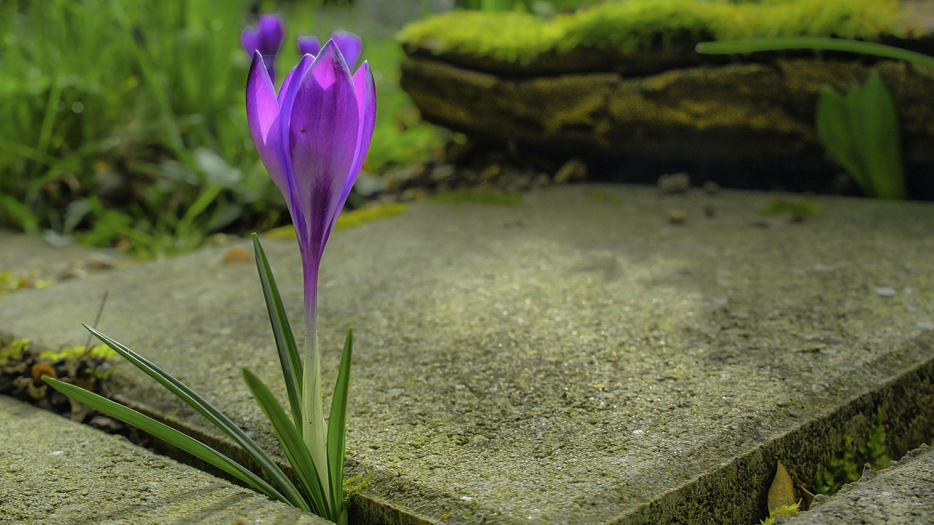 Krokus Wallpapers - Top Free Krokus Backgrounds - WallpaperAccess