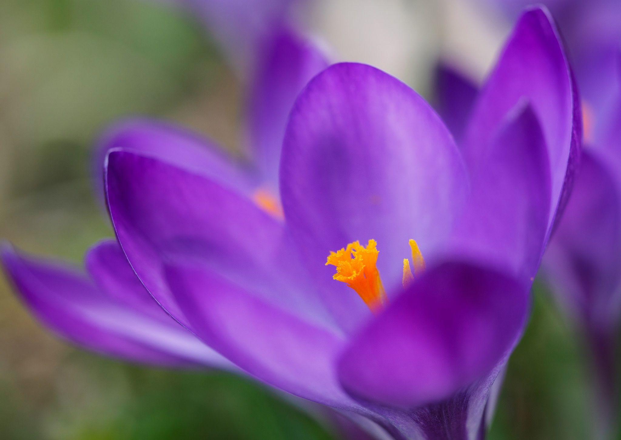 Krokus Wallpapers - Top Free Krokus Backgrounds - WallpaperAccess