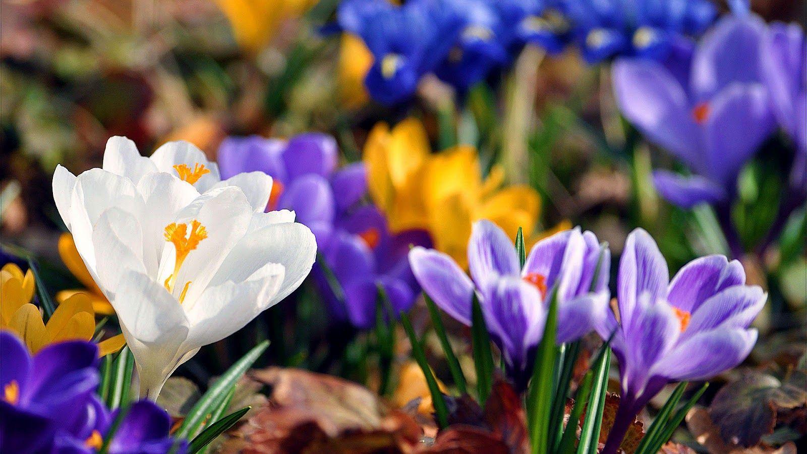 Krokus Wallpapers - Top Free Krokus Backgrounds - WallpaperAccess