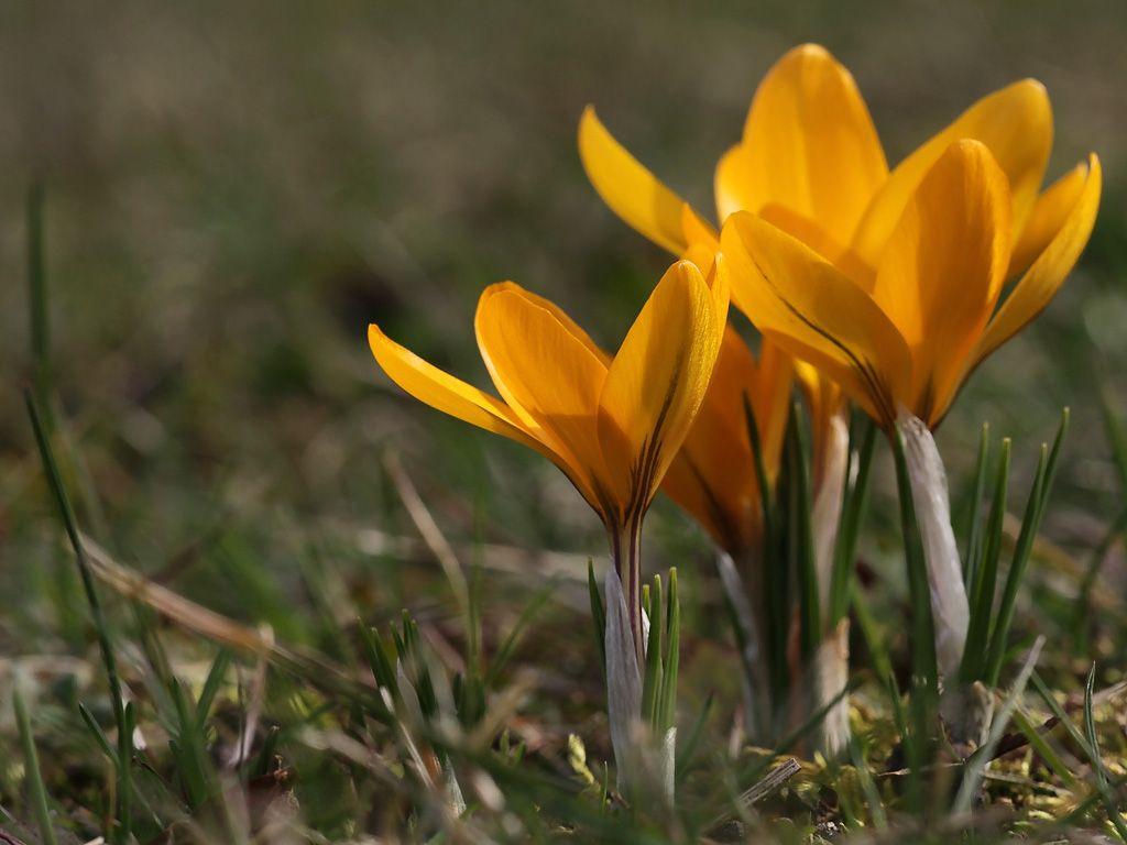 Krokus Wallpapers - Top Free Krokus Backgrounds - WallpaperAccess