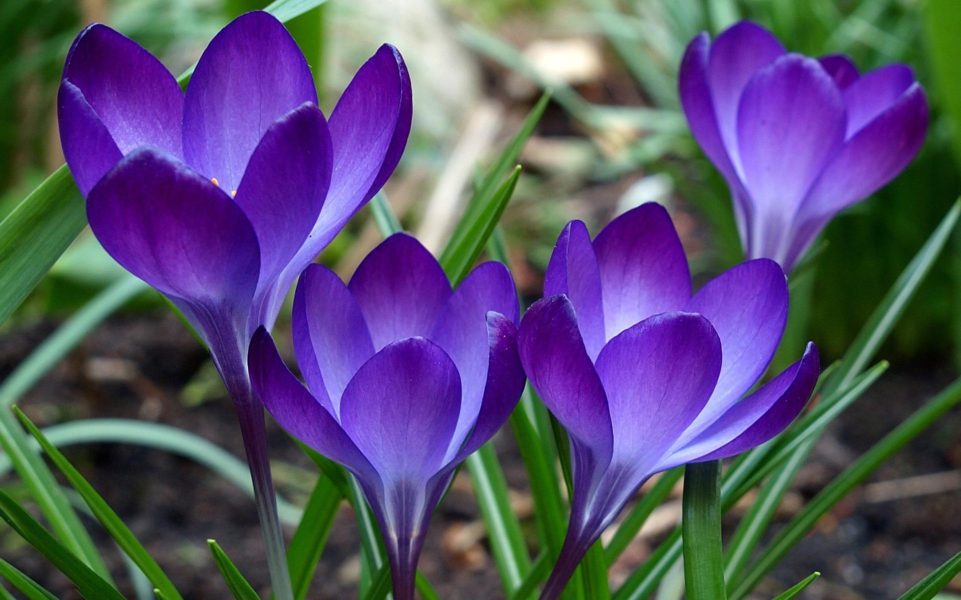 Krokus Wallpapers - Top Free Krokus Backgrounds - WallpaperAccess