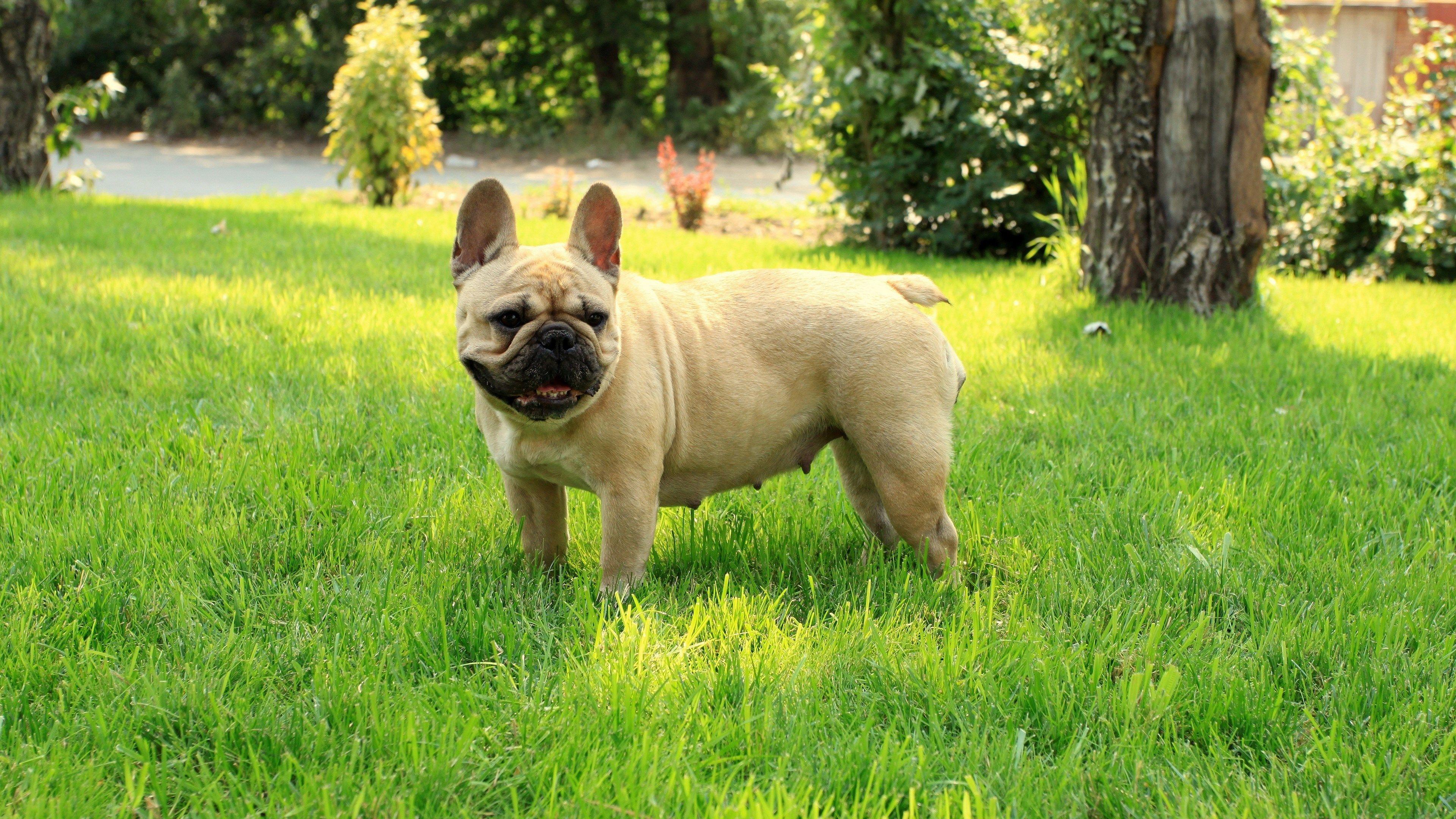 French Computer Wallpapers - Top Free French Computer Backgrounds ...