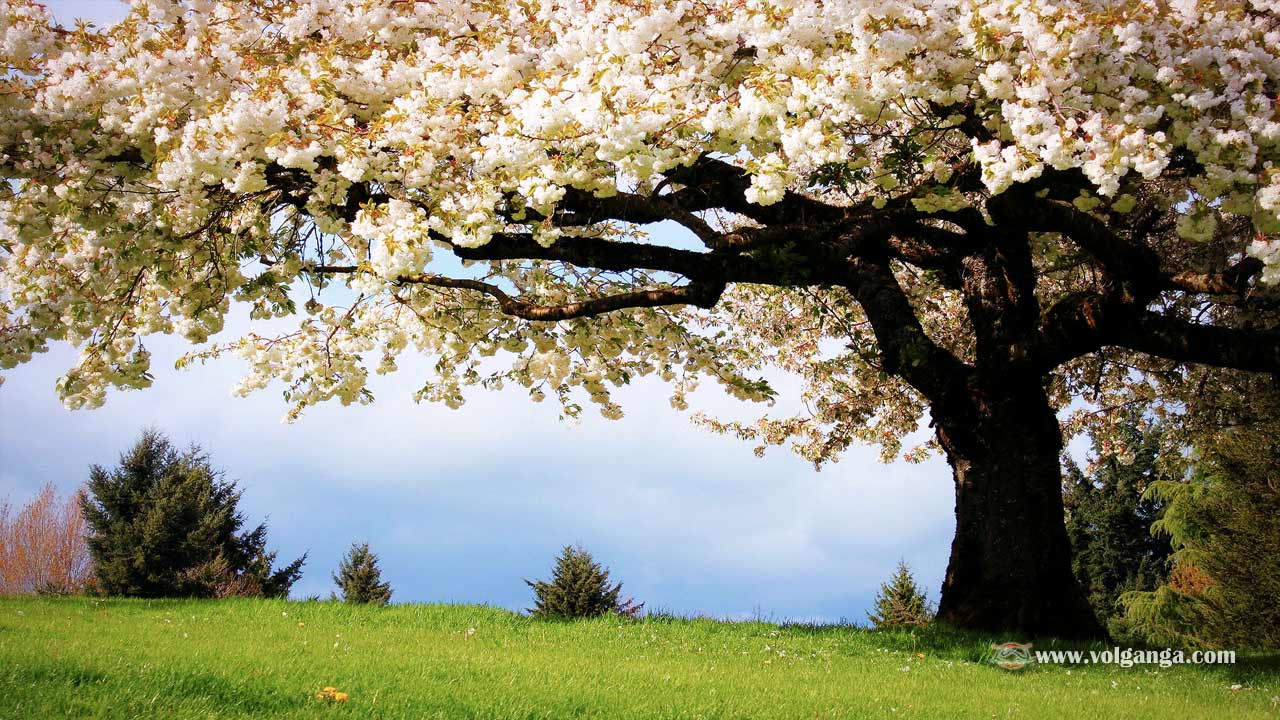 Beautiful Trees Wallpapers - Top Free Beautiful Trees Backgrounds ...