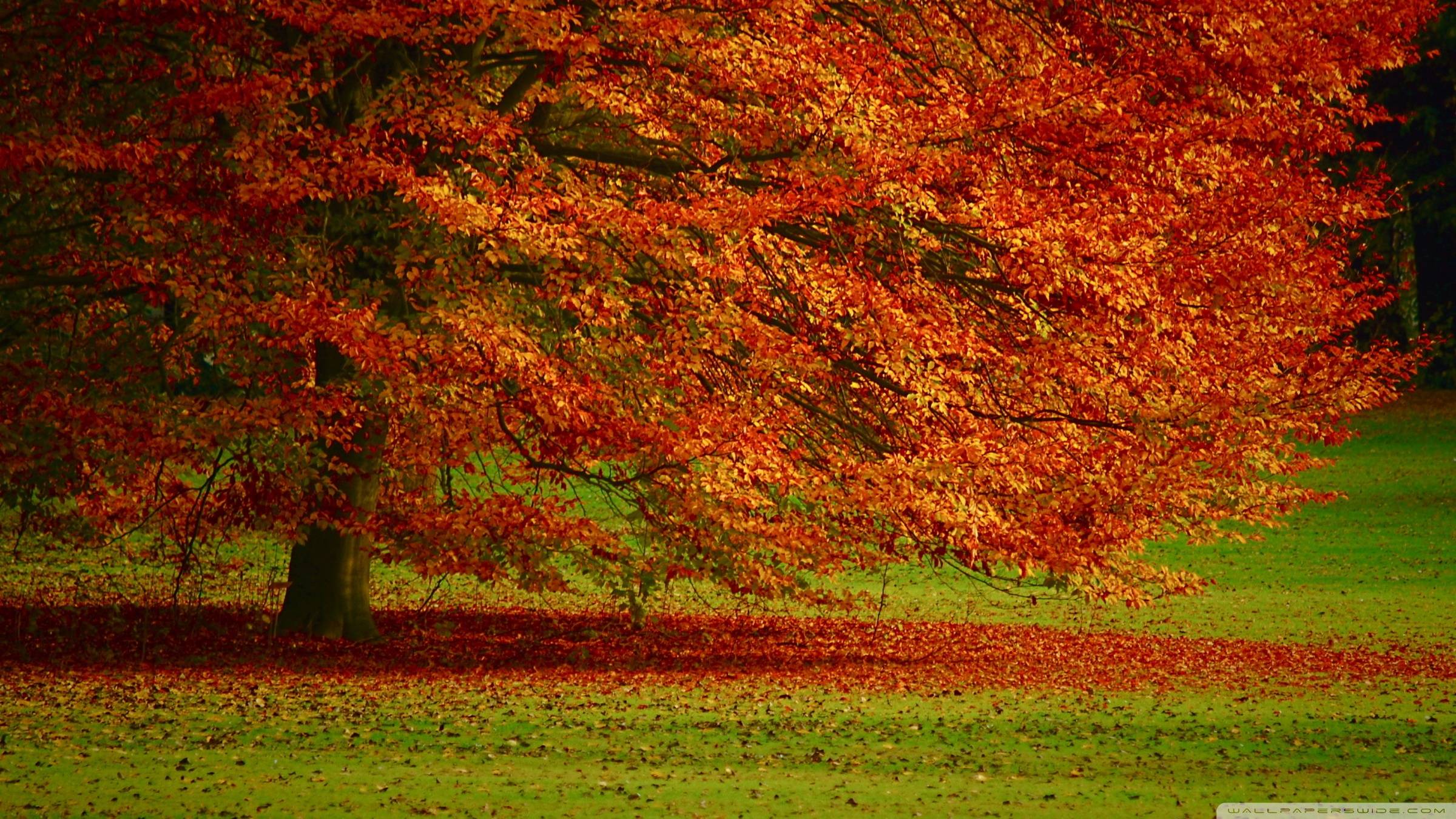Beautiful Trees Wallpapers - Top Free Beautiful Trees Backgrounds ...