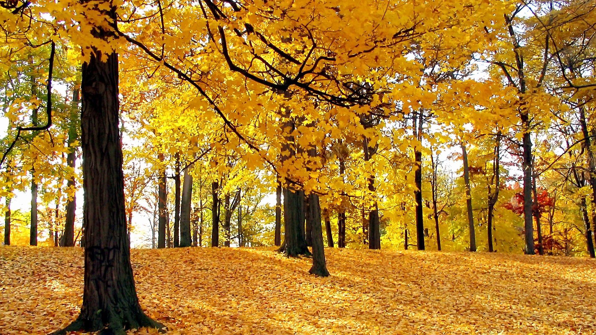Beautiful Trees Wallpapers - Top Free Beautiful Trees Backgrounds ...