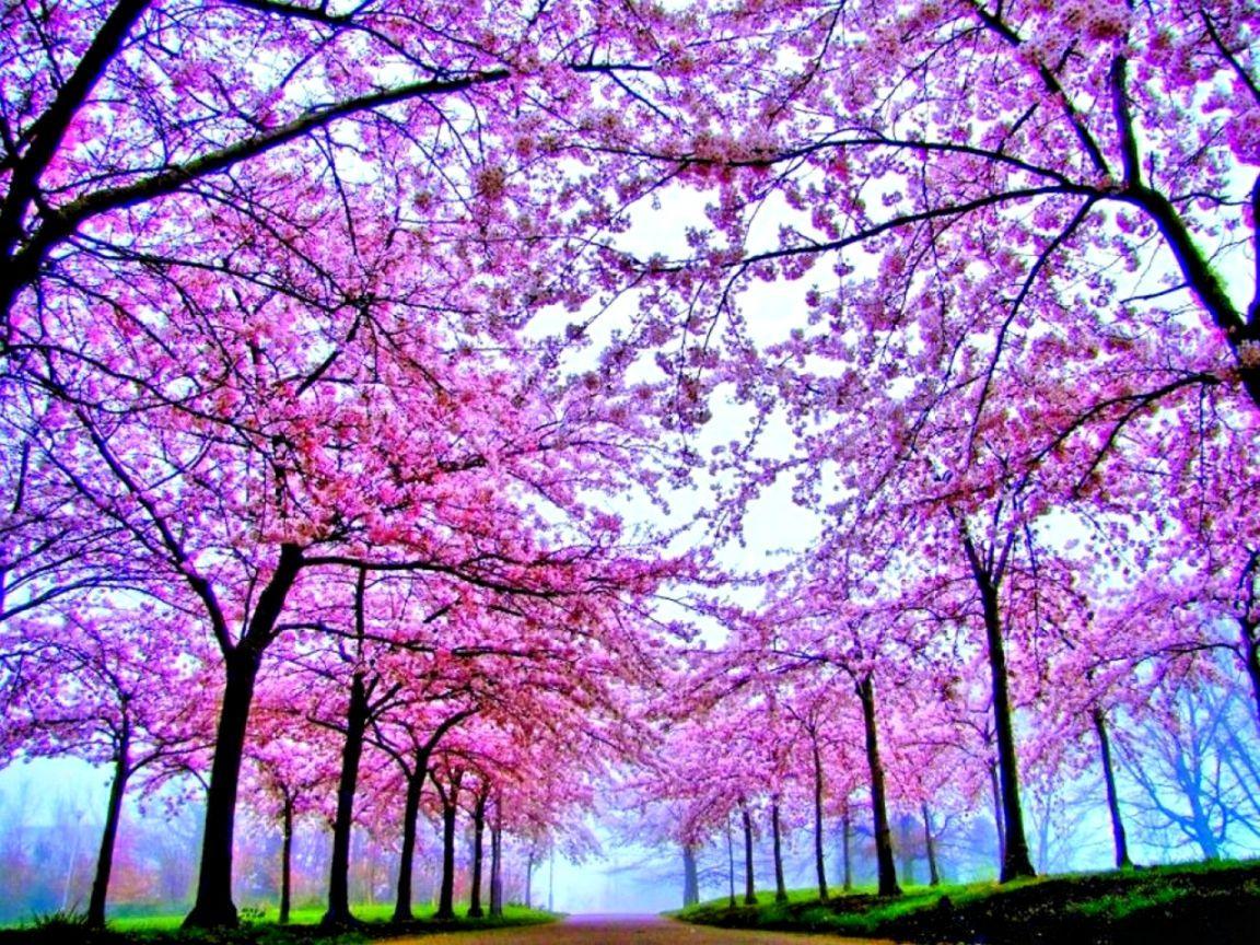 Beautiful Trees Wallpapers - Top Free Beautiful Trees Backgrounds ...
