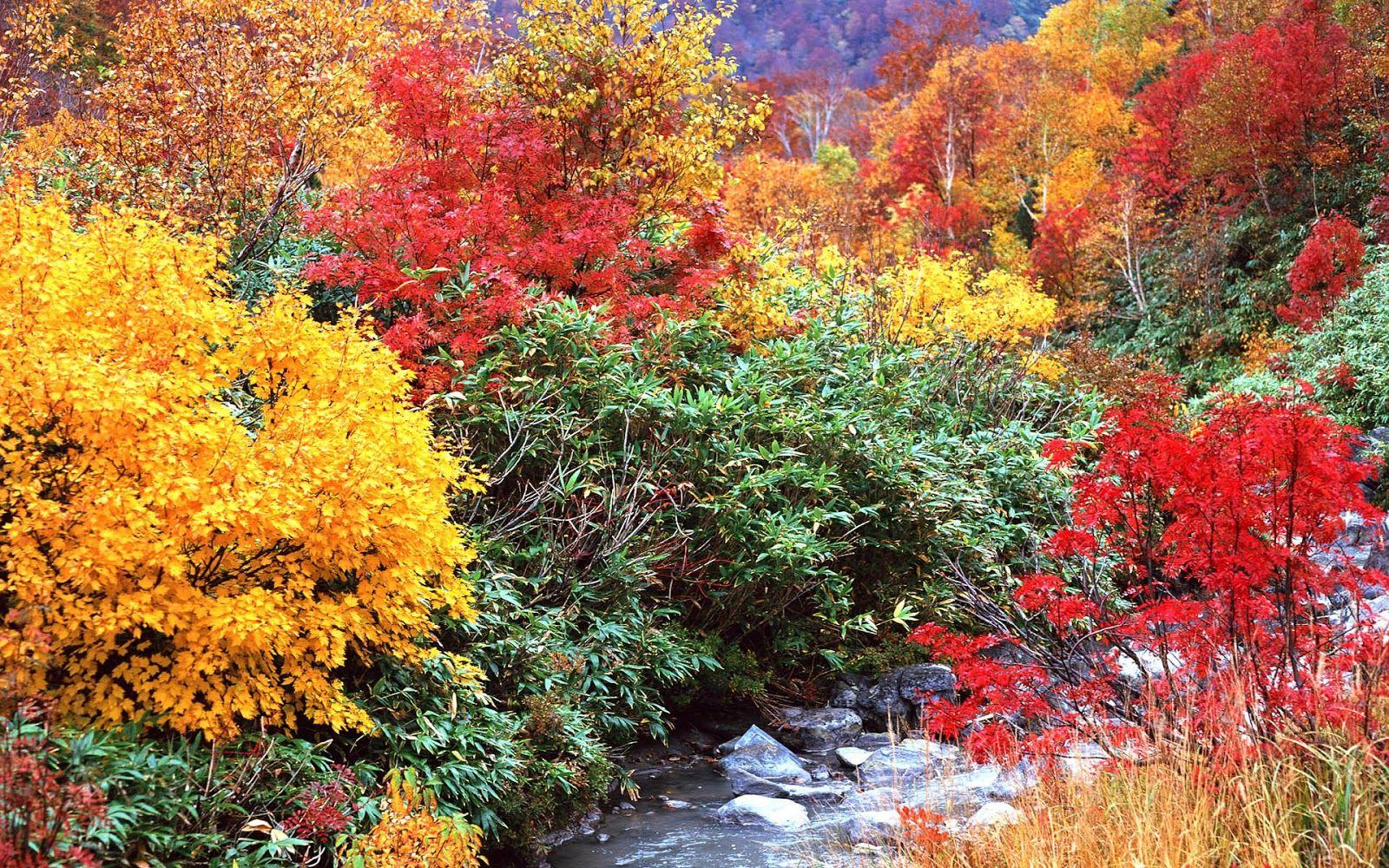 Beautiful Trees Wallpapers - Top Free Beautiful Trees Backgrounds ...