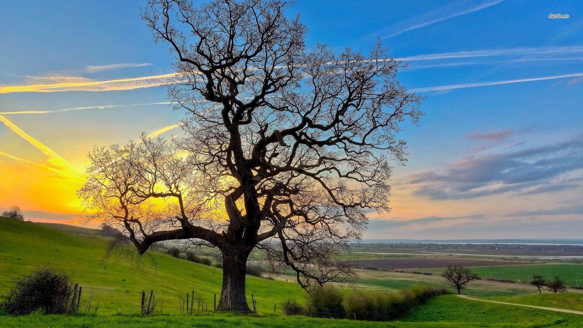 Beautiful Trees Wallpapers - Top Free Beautiful Trees Backgrounds ...