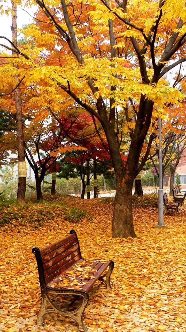 Beautiful Trees Wallpapers - Top Free Beautiful Trees Backgrounds ...