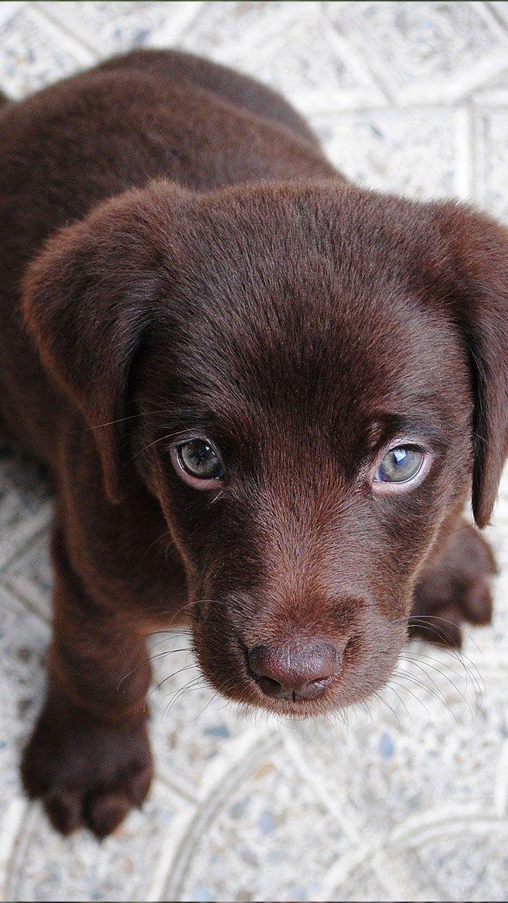 Cute Baby Puppy Wallpapers - Top Free Cute Baby Puppy Backgrounds ...