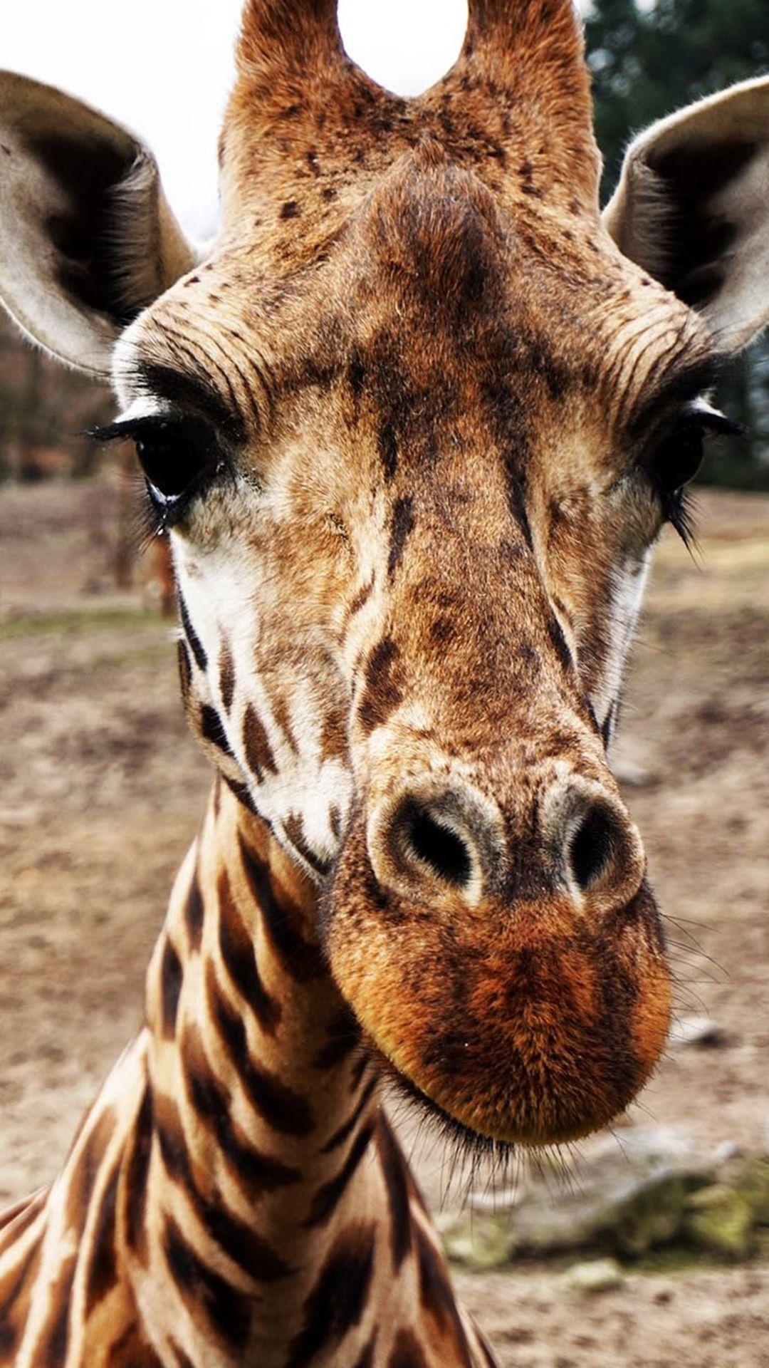 Giraffe iPhone Wallpapers - Top Free Giraffe iPhone Backgrounds ...