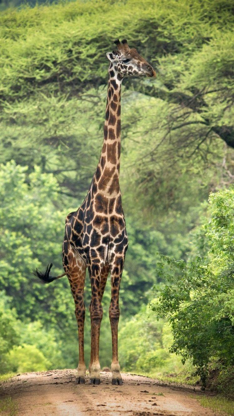 Giraffe iPhone Wallpapers - Top Free Giraffe iPhone Backgrounds ...