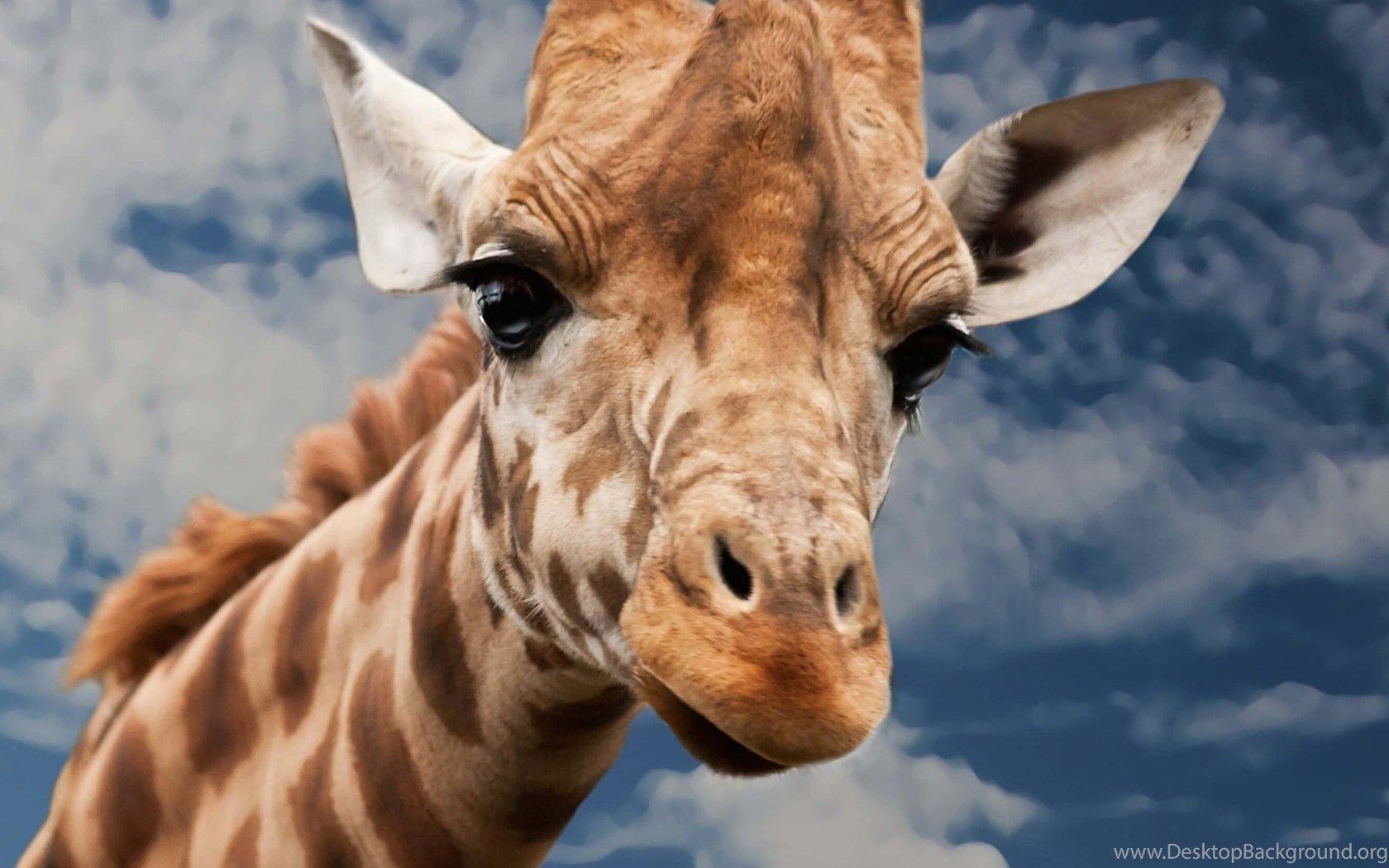 Funny Giraffe Wallpapers - Top Free Funny Giraffe Backgrounds ...