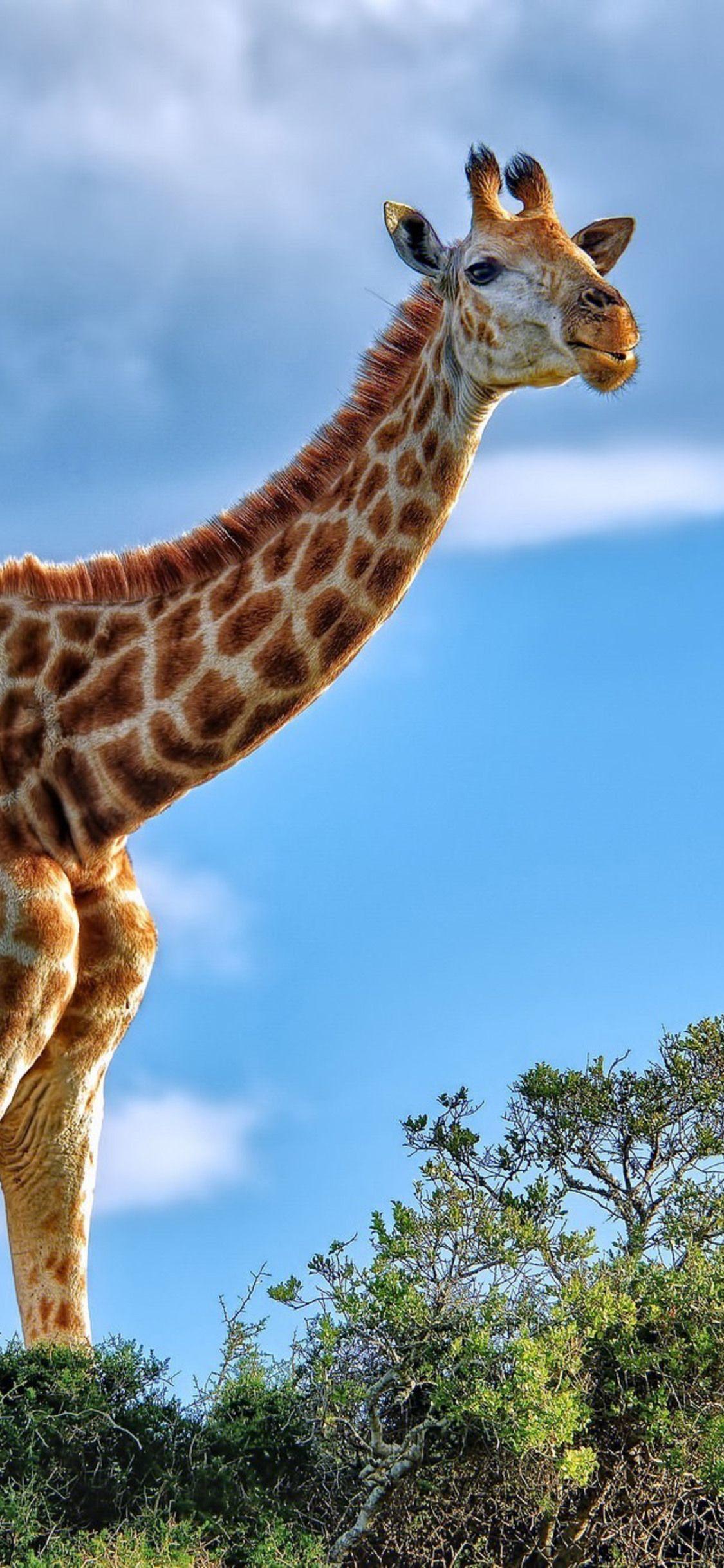 Giraffe iPhone Wallpapers - Top Free Giraffe iPhone Backgrounds ...