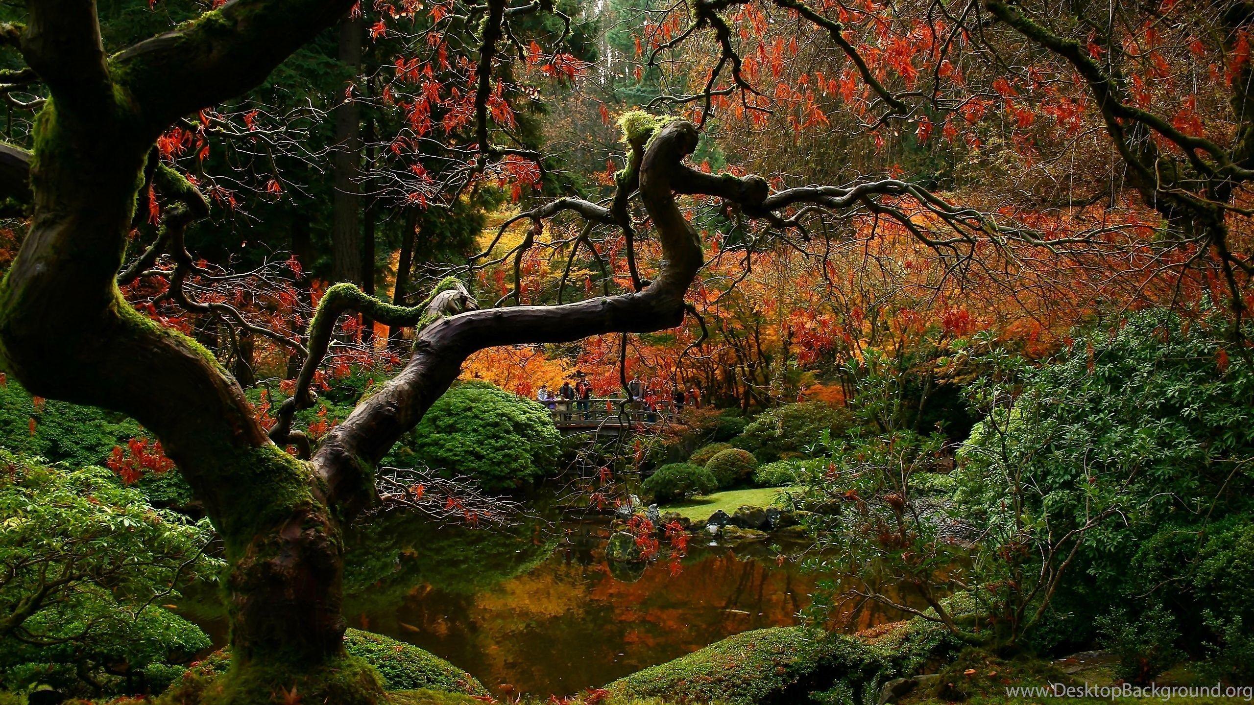 Japanese Maple Wallpapers - Top Free Japanese Maple Backgrounds ...