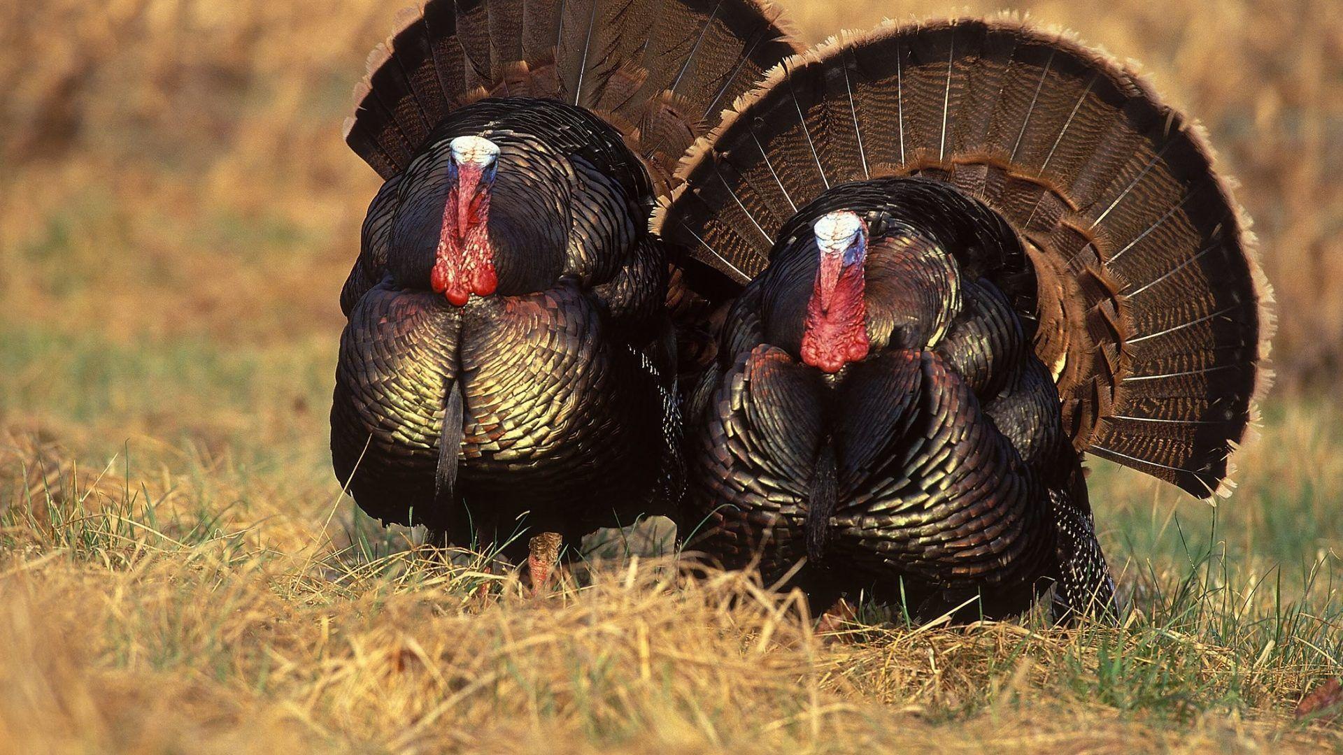 Cute Baby Thanksgiving Turkey Wallpapers - Top Free Cute Baby Thanksgiving Turkey Backgrounds ...