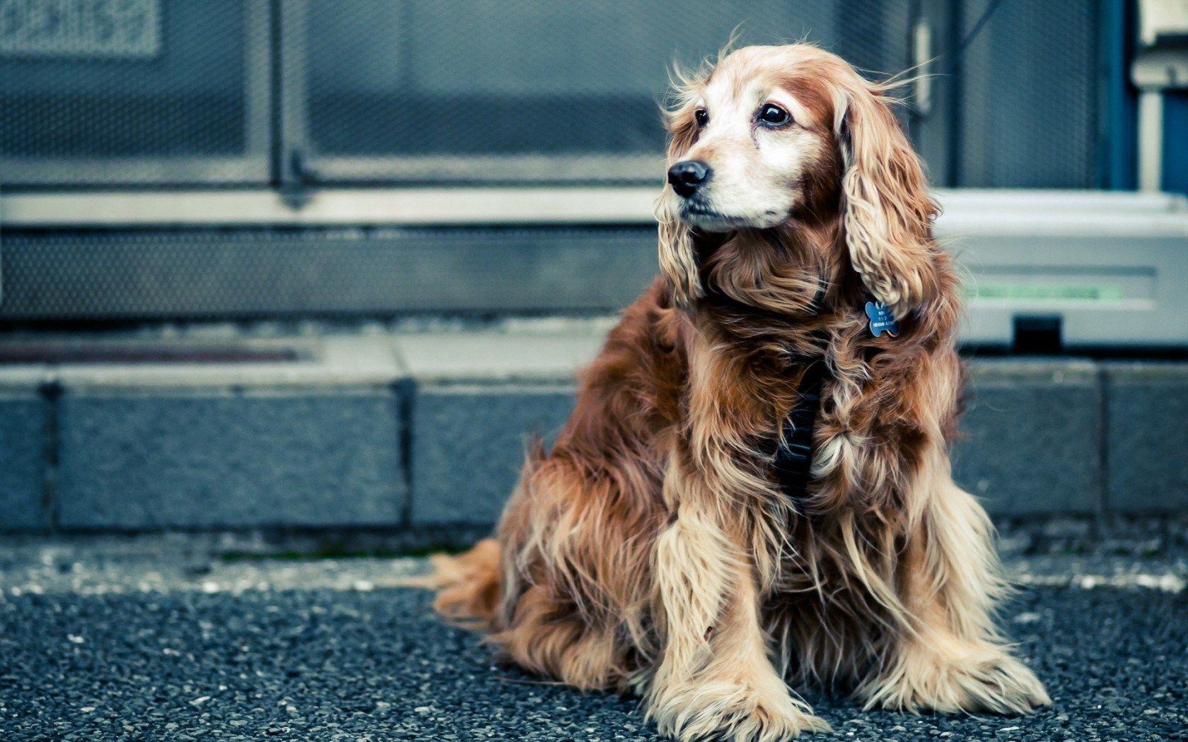Dogs Desktop Wallpapers - Top Free Dogs Desktop Backgrounds ...