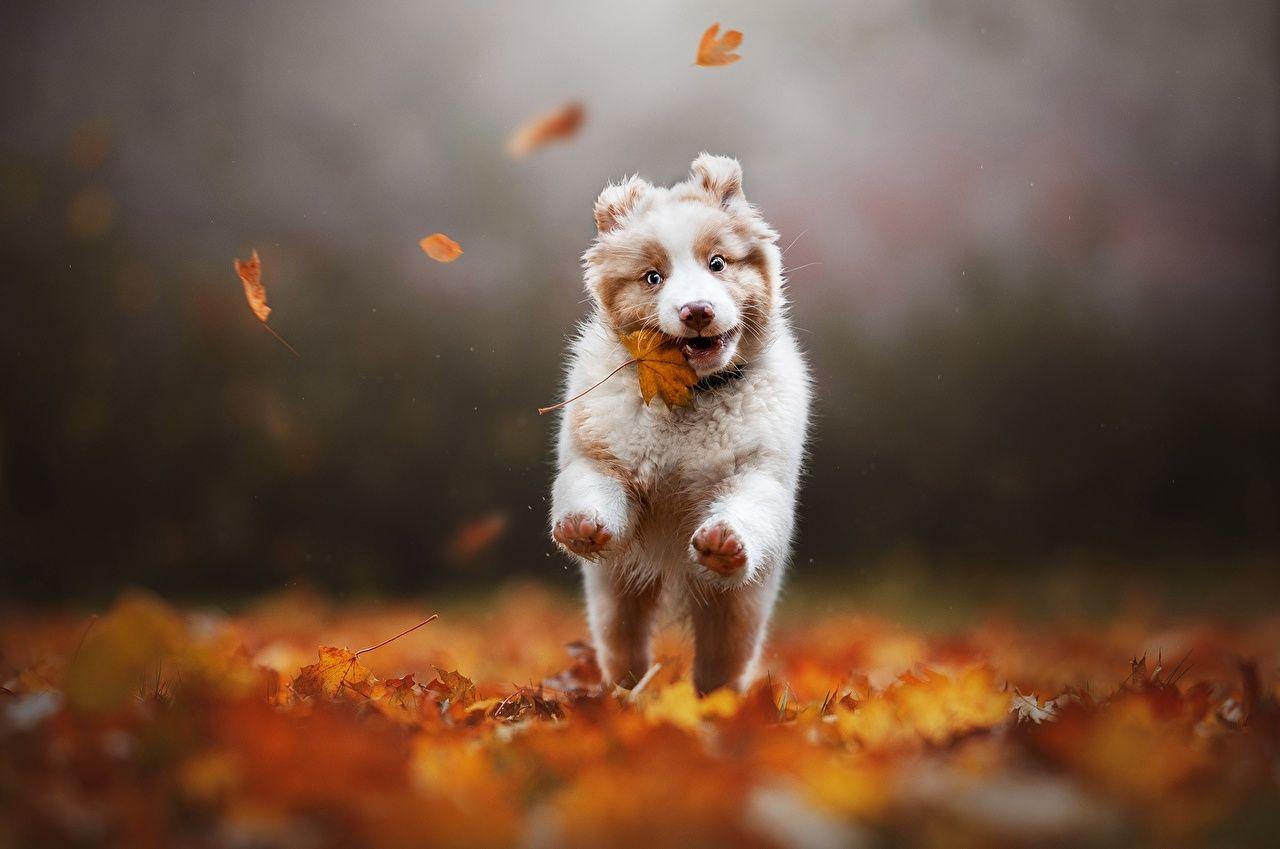 Dogs Desktop Wallpapers - Top Free Dogs Desktop Backgrounds ...