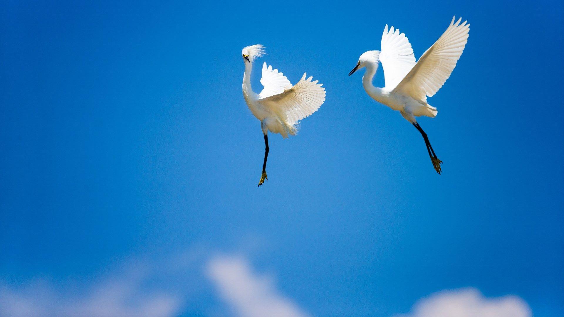 Bird Feather Wallpapers - Top Free Bird Feather Backgrounds ...