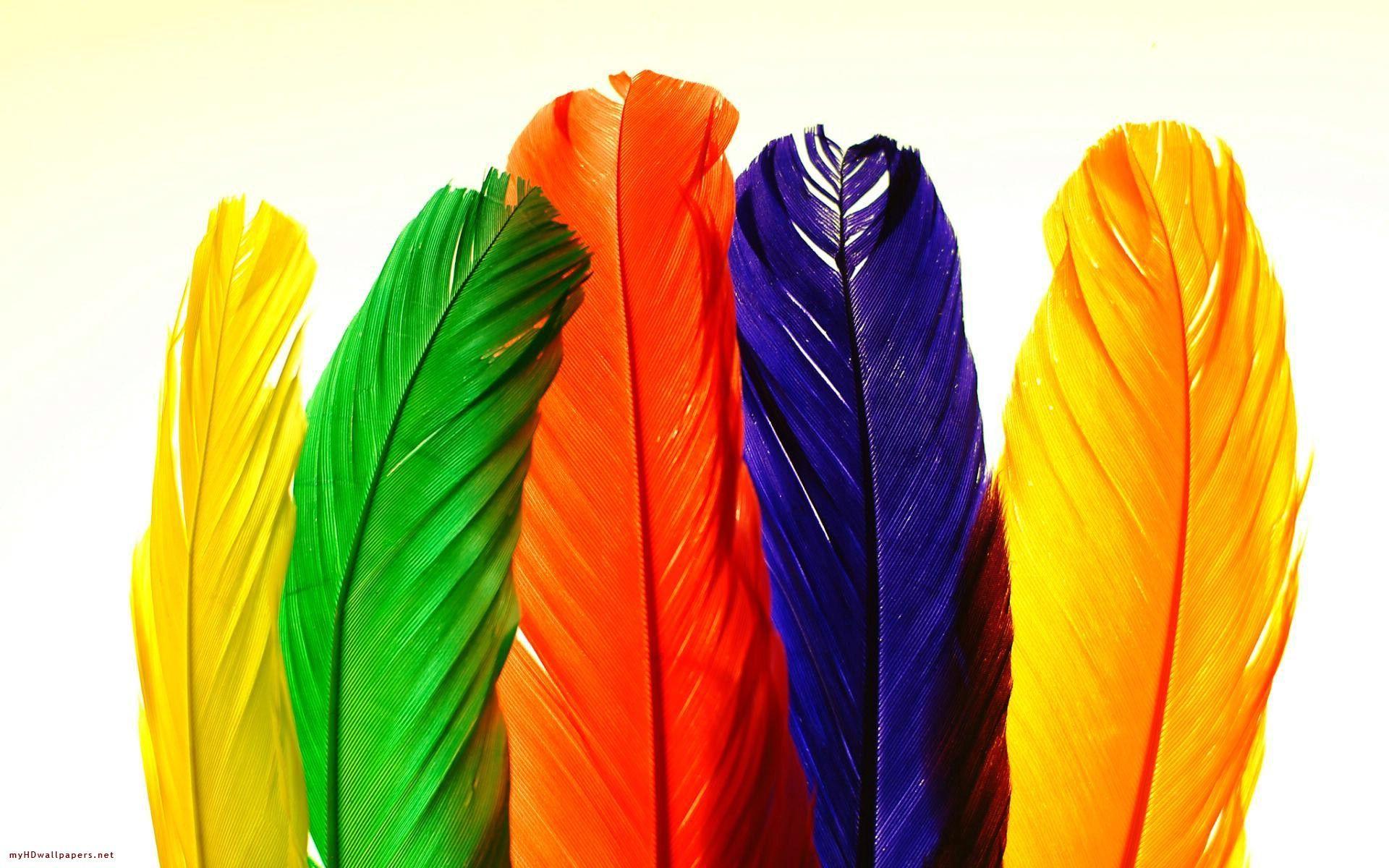 Bird Feather Wallpapers - Top Free Bird Feather Backgrounds ...