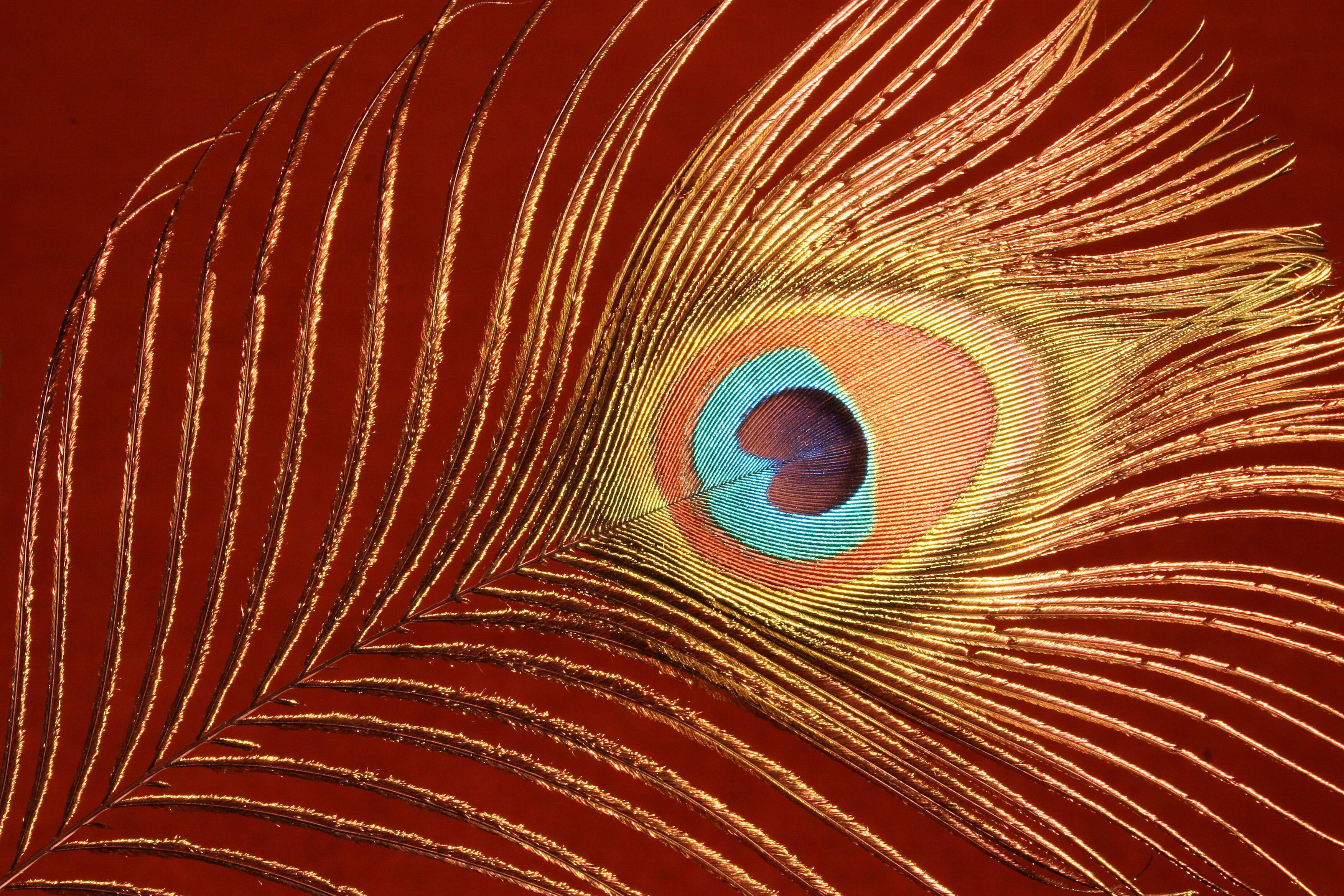 Bird Feather Wallpapers - Top Free Bird Feather Backgrounds ...