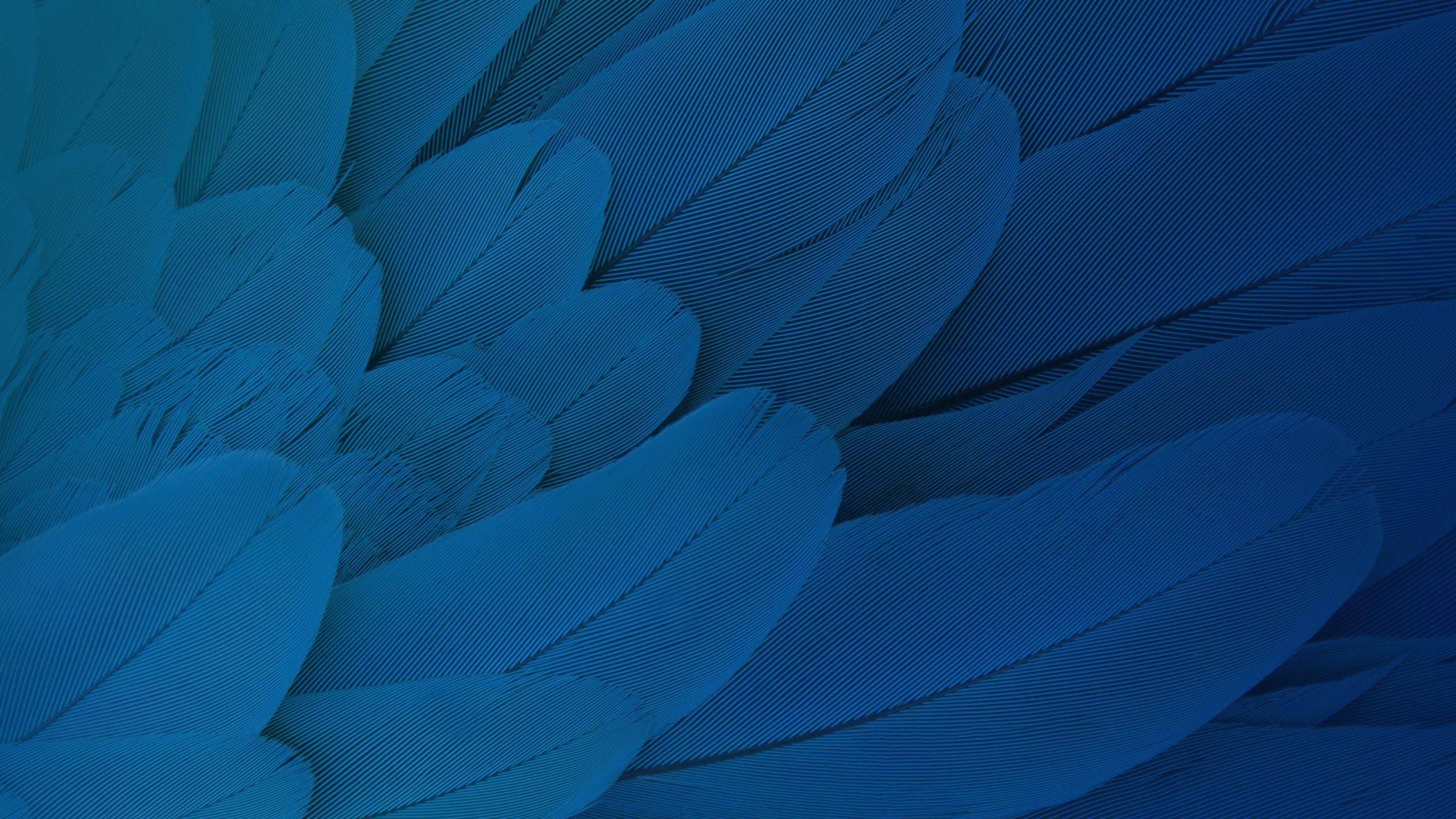 Blue Feather Wallpapers - Top Free Blue Feather Backgrounds ...