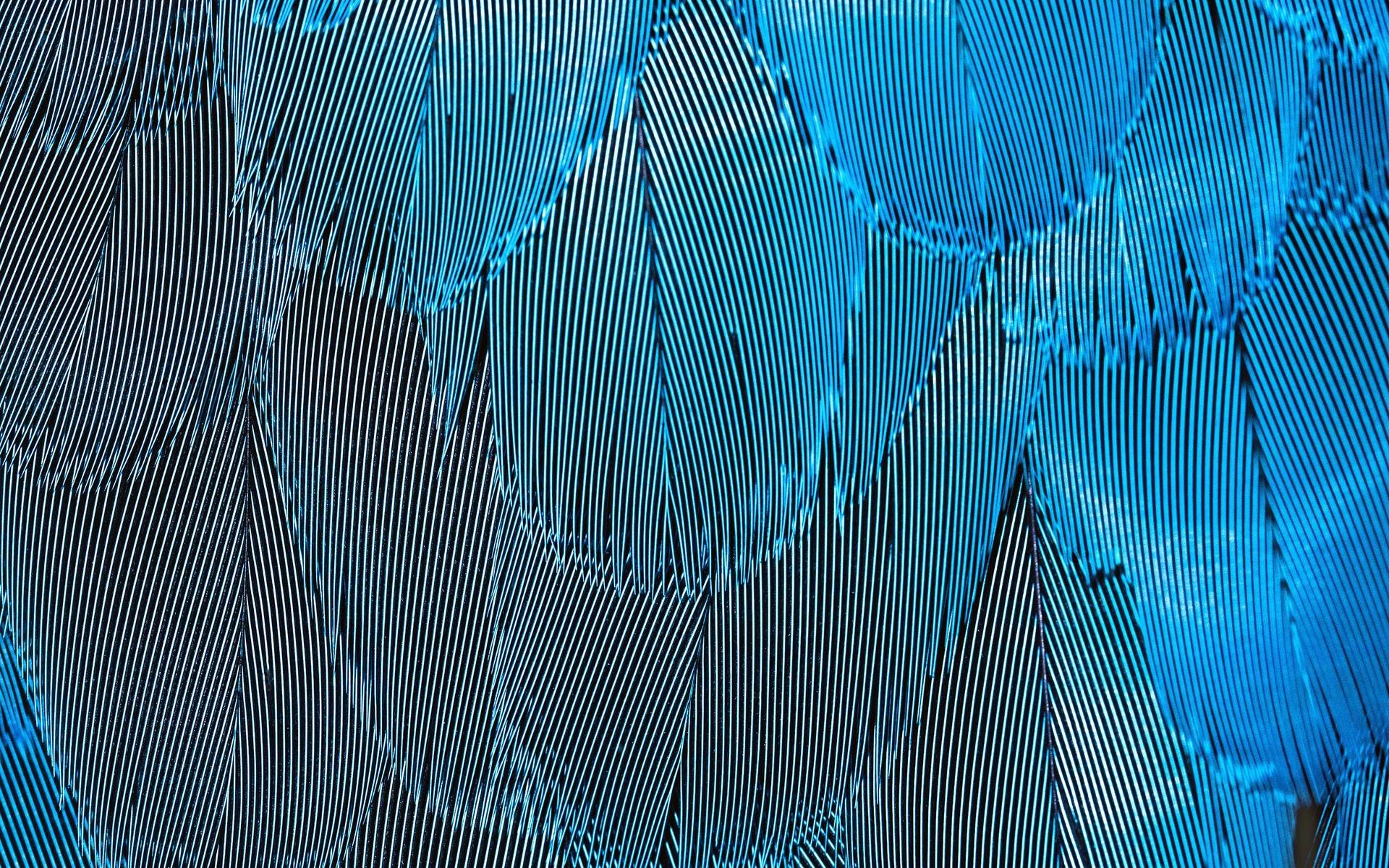 Blue Feather Wallpapers - Top Free Blue Feather Backgrounds ...