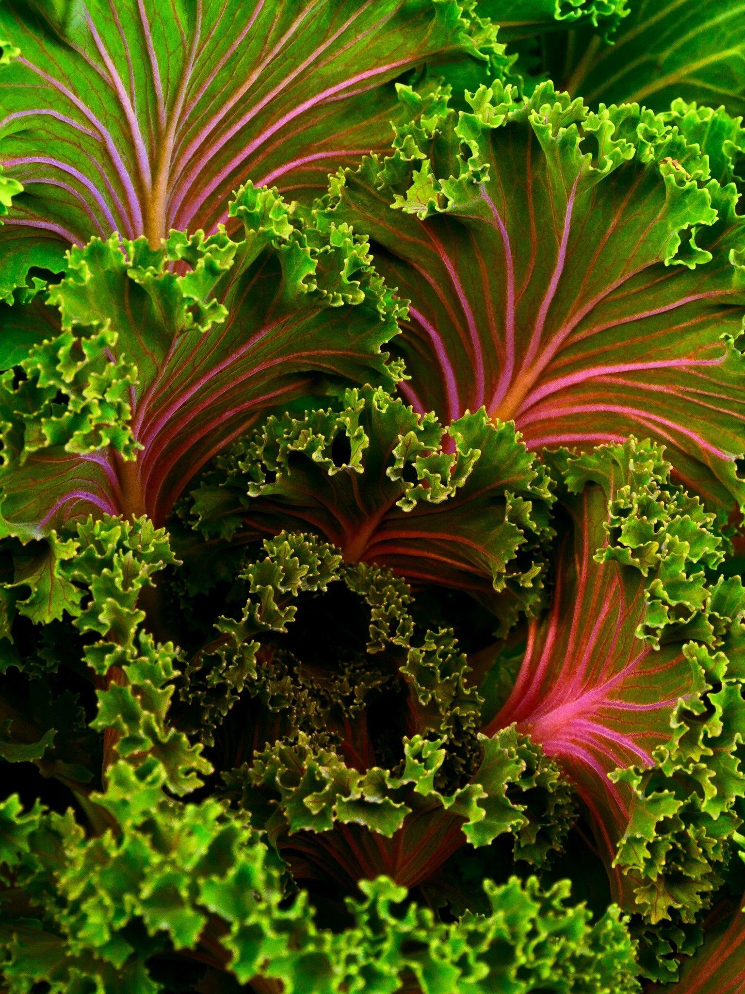 Lettuce Wallpapers - Top Free Lettuce Backgrounds - WallpaperAccess