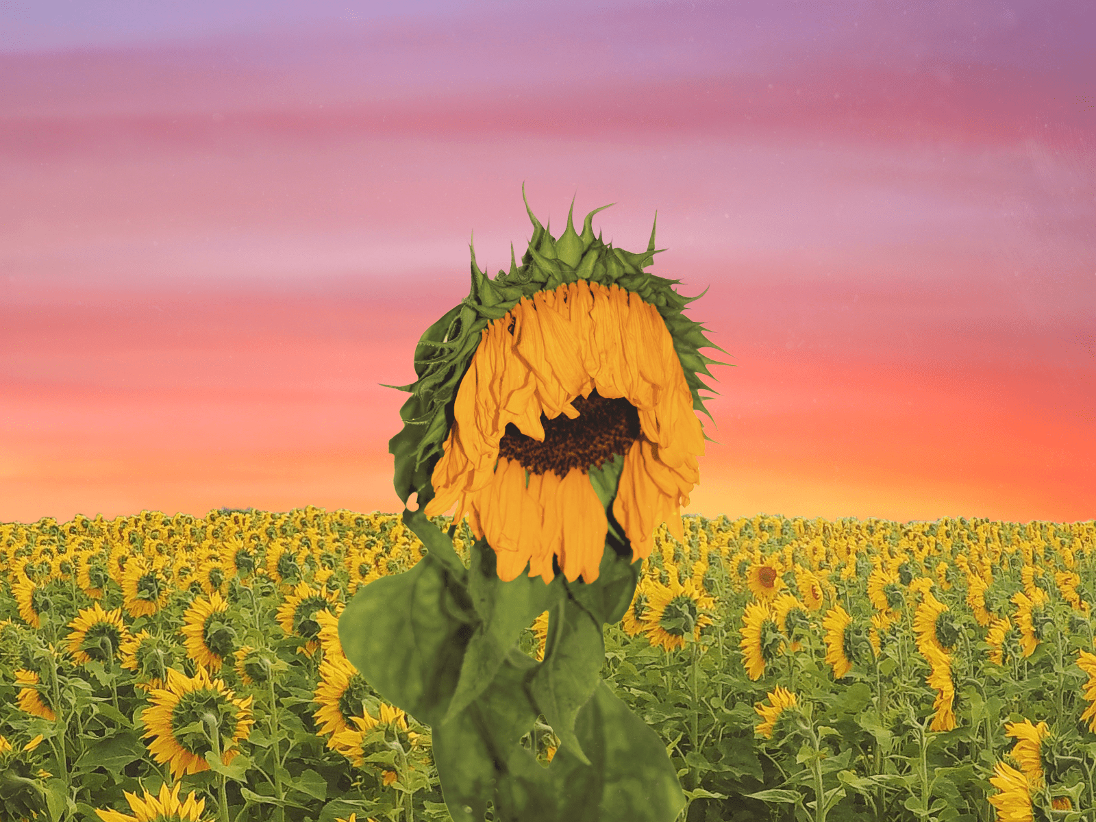 Tyler The Creator Flower Boy Wallpapers - Top Free Tyler The Creator ...