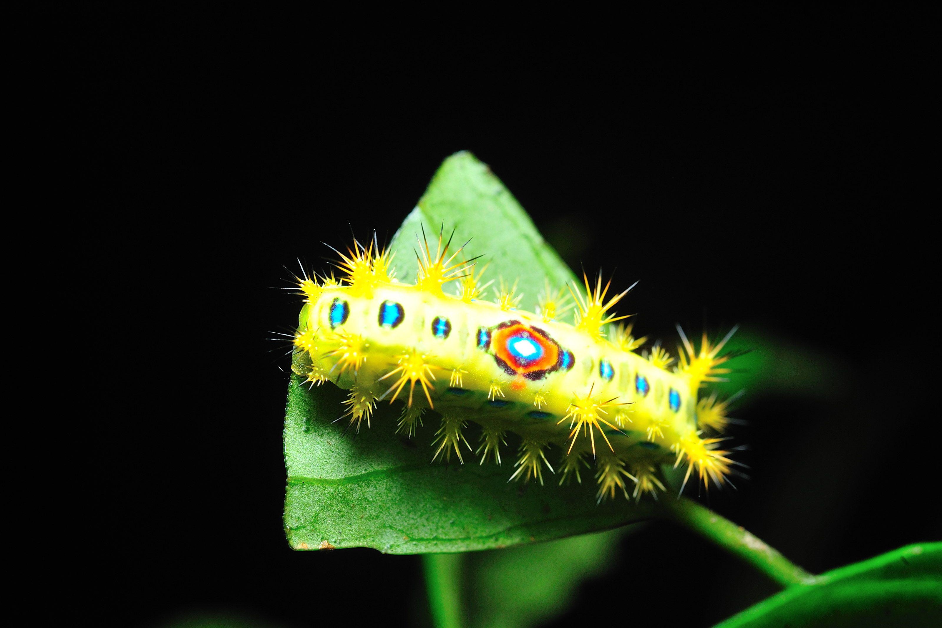 Caterpillar Wallpapers - Top Free Caterpillar Backgrounds - WallpaperAccess